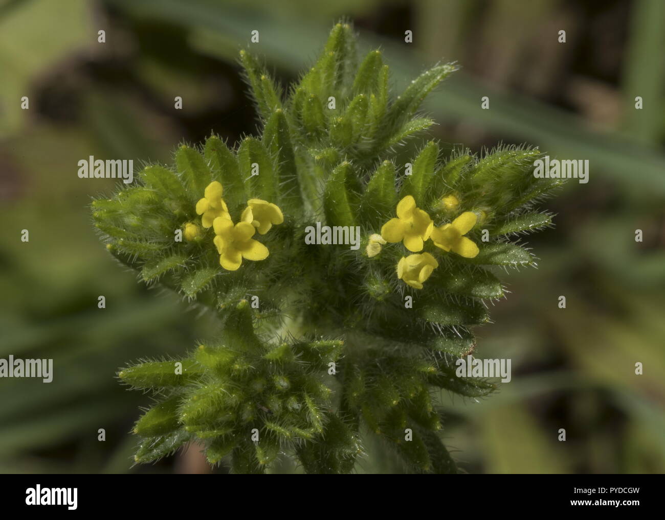 Yellow gromwell hi-res stock photography and images - Alamy