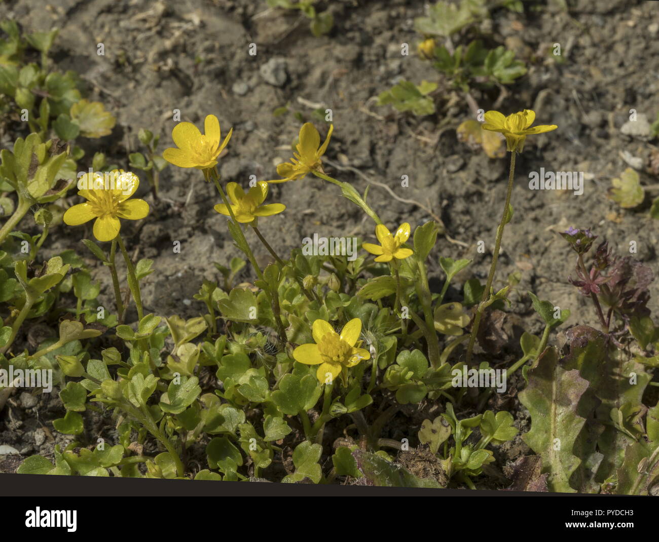 Hairy buttercup hi-res stock photography and images - Alamy