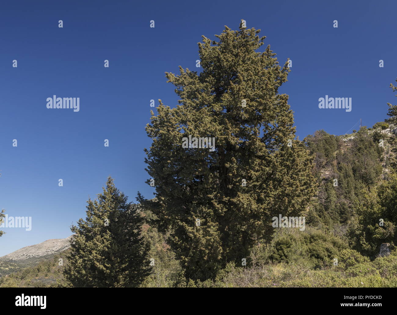 Italian cypress cupressus sempervirens hi-res stock photography and ...