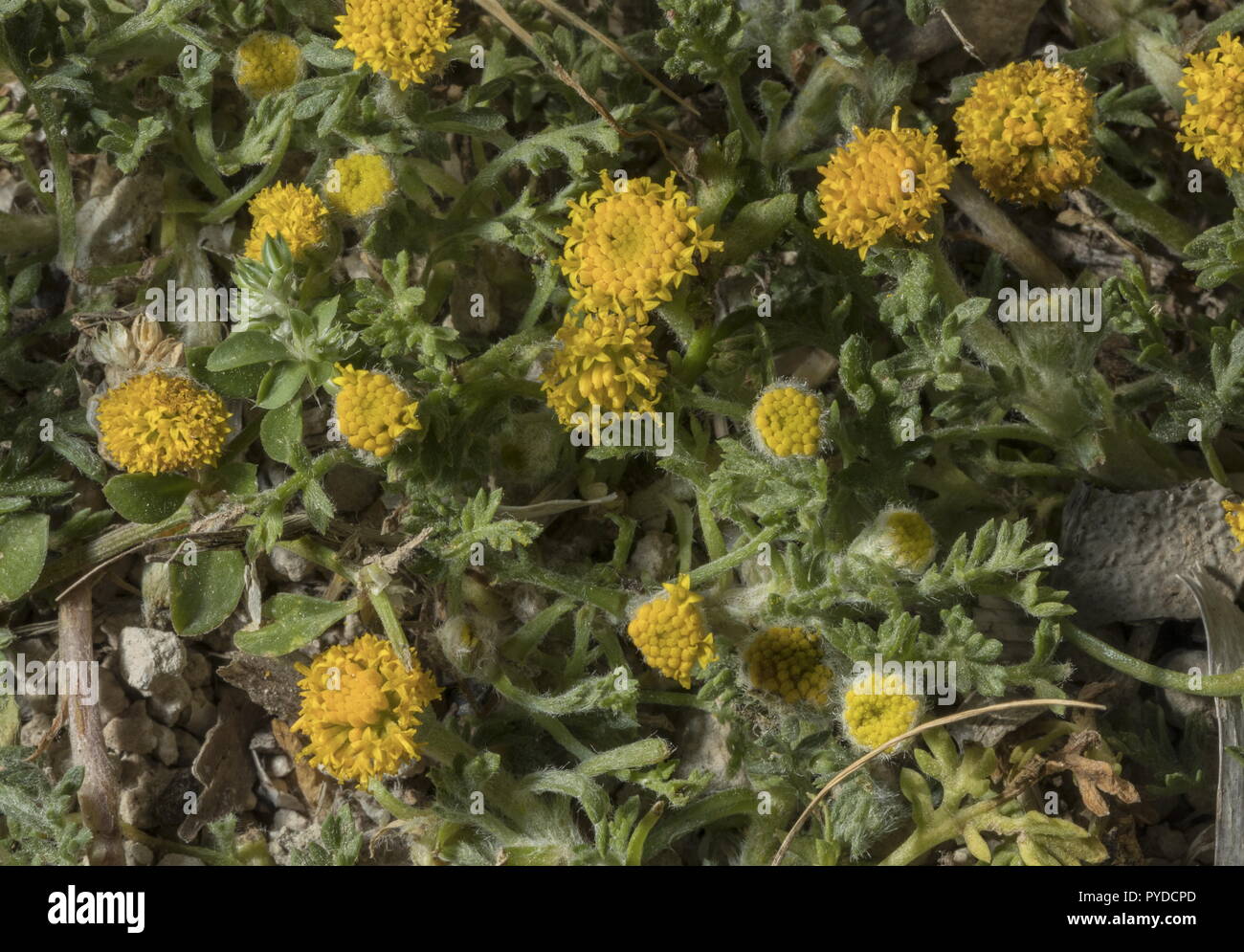 Anthemis rigida hi-res stock photography and images - Alamy