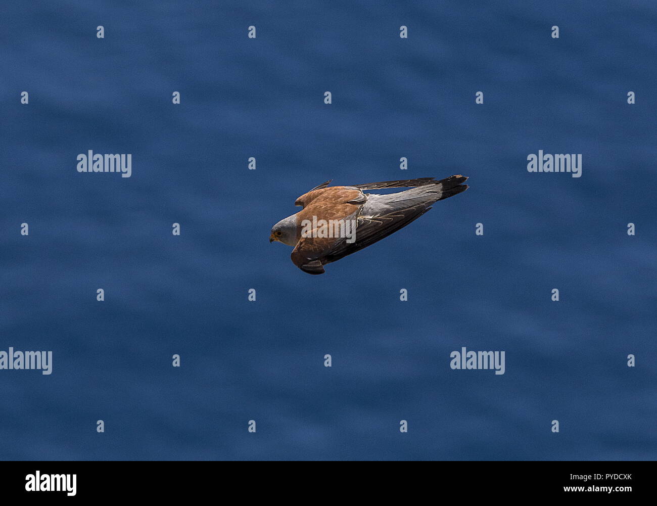 Rhodes kestrel hi-res stock photography and images - Alamy