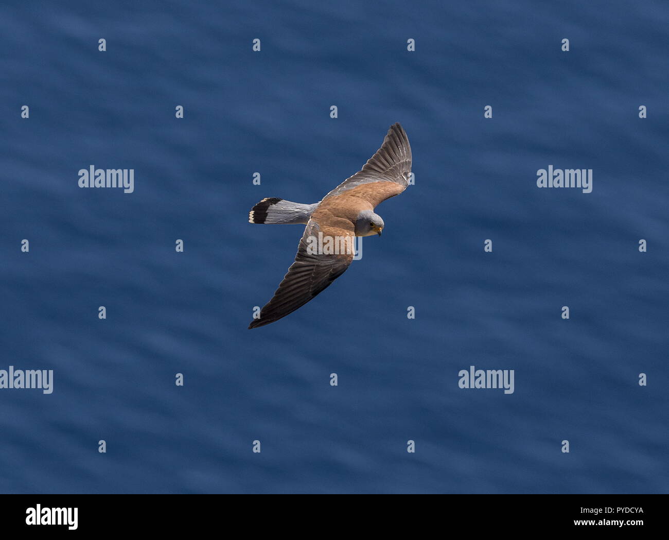 Male Lesser Kestrel, Falco naumanni in flight at breeding colony ...