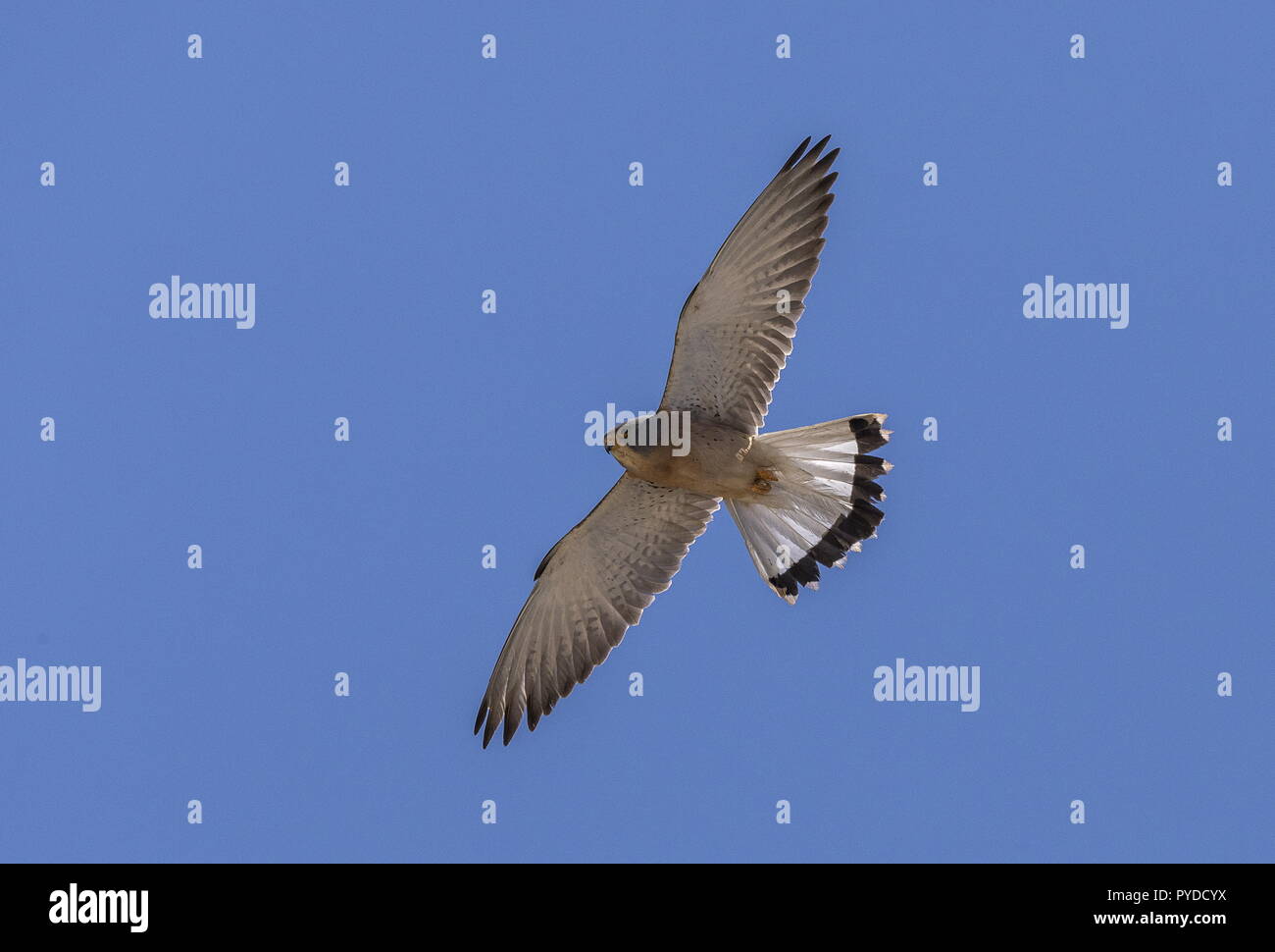 Lesser kestrel falco naumanni flying hi-res stock photography and ...