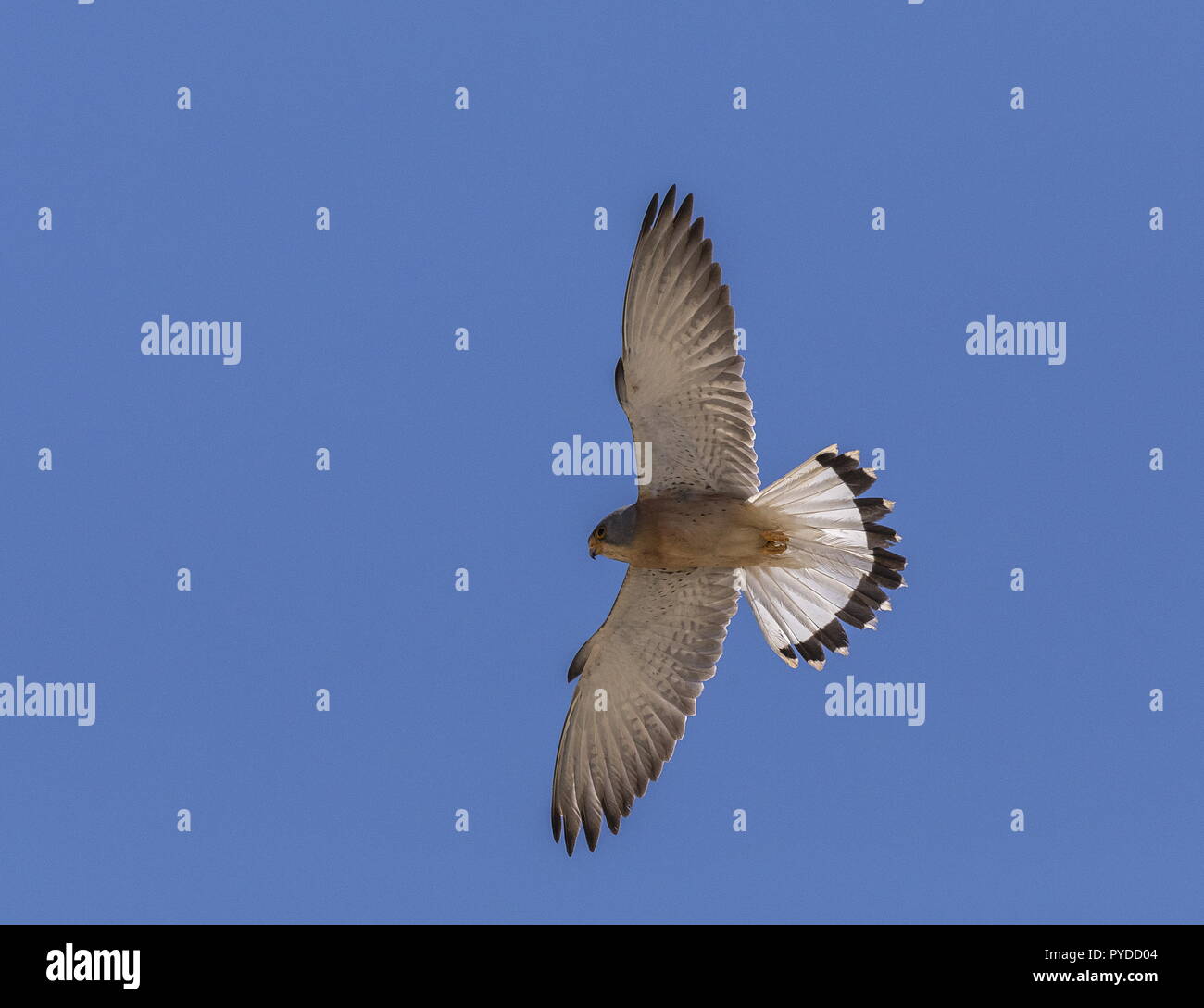 Male Lesser Kestrel, Falco naumanni in flight at breeding colony ...