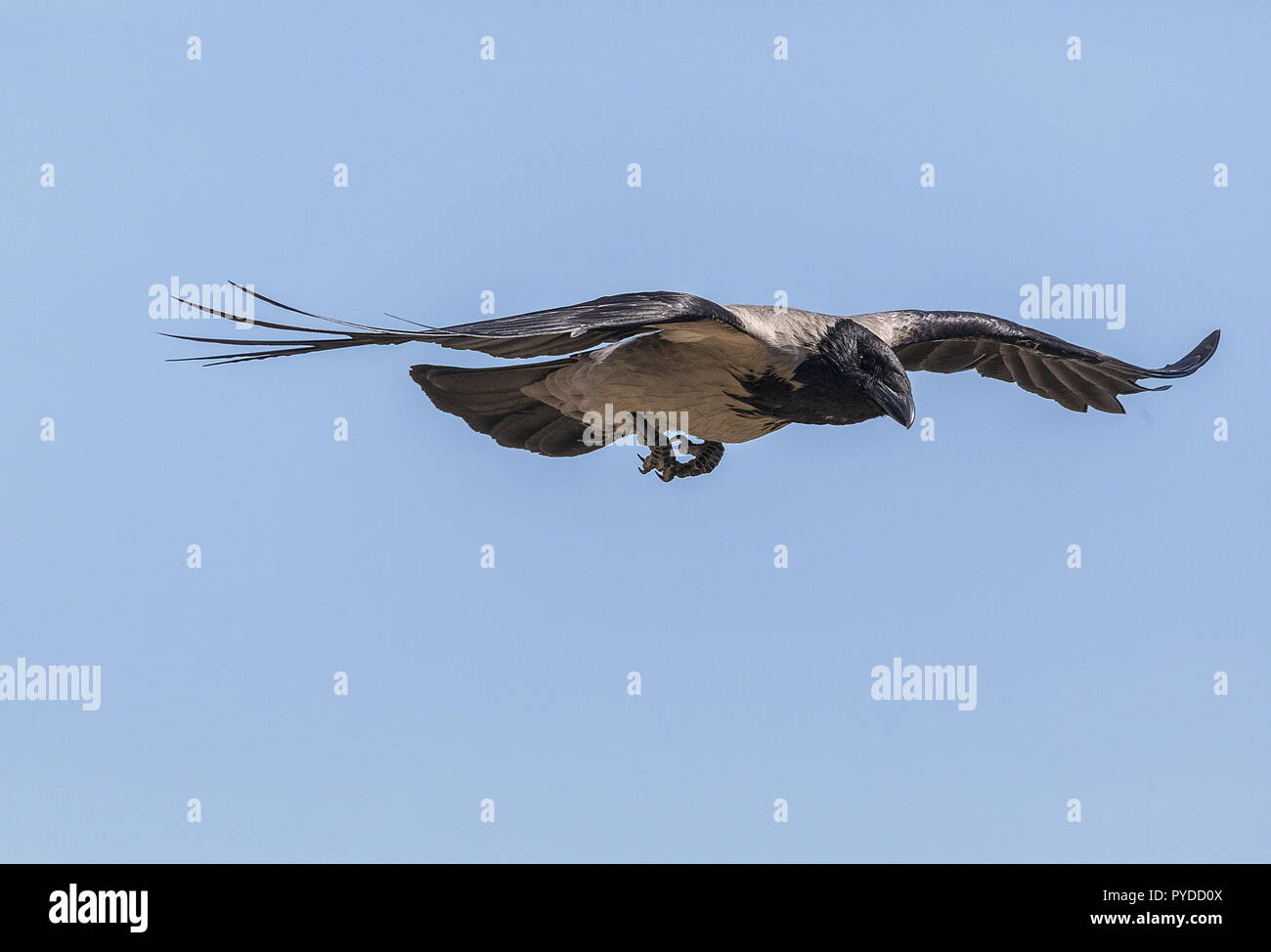 Hooded Crow, Corvus cornix, in flight Stock Photo - Alamy