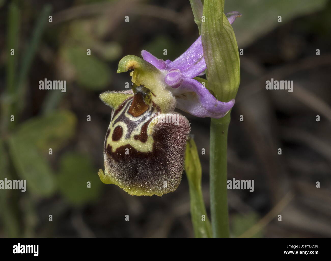 Ssp episcopalis hi-res stock photography and images - Alamy