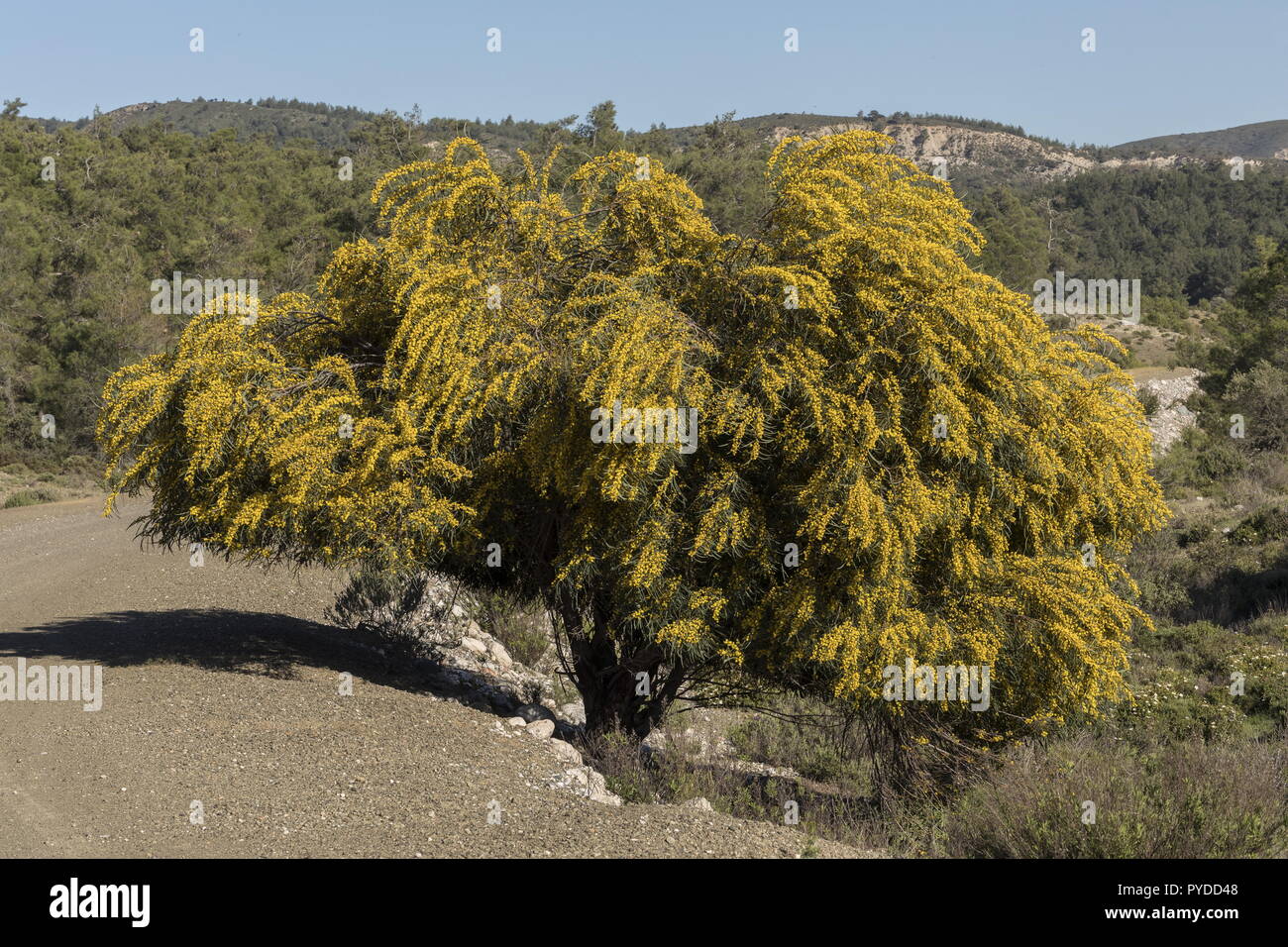Port jackson willow acacia saligna hi-res stock photography and images ...