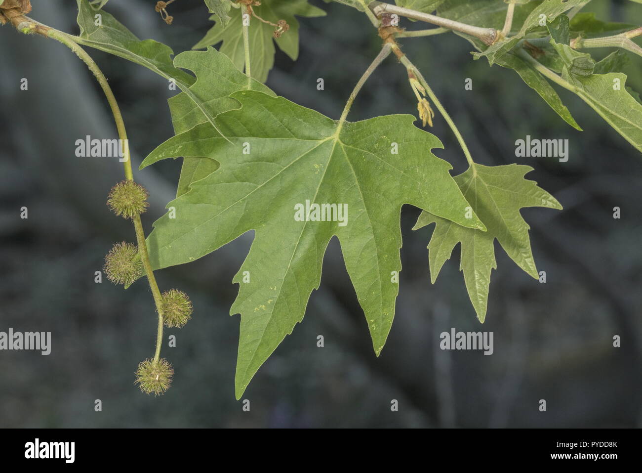 Oriental Plane, Platanus orientalis in fruit. Rhodes, Greece Stock ...