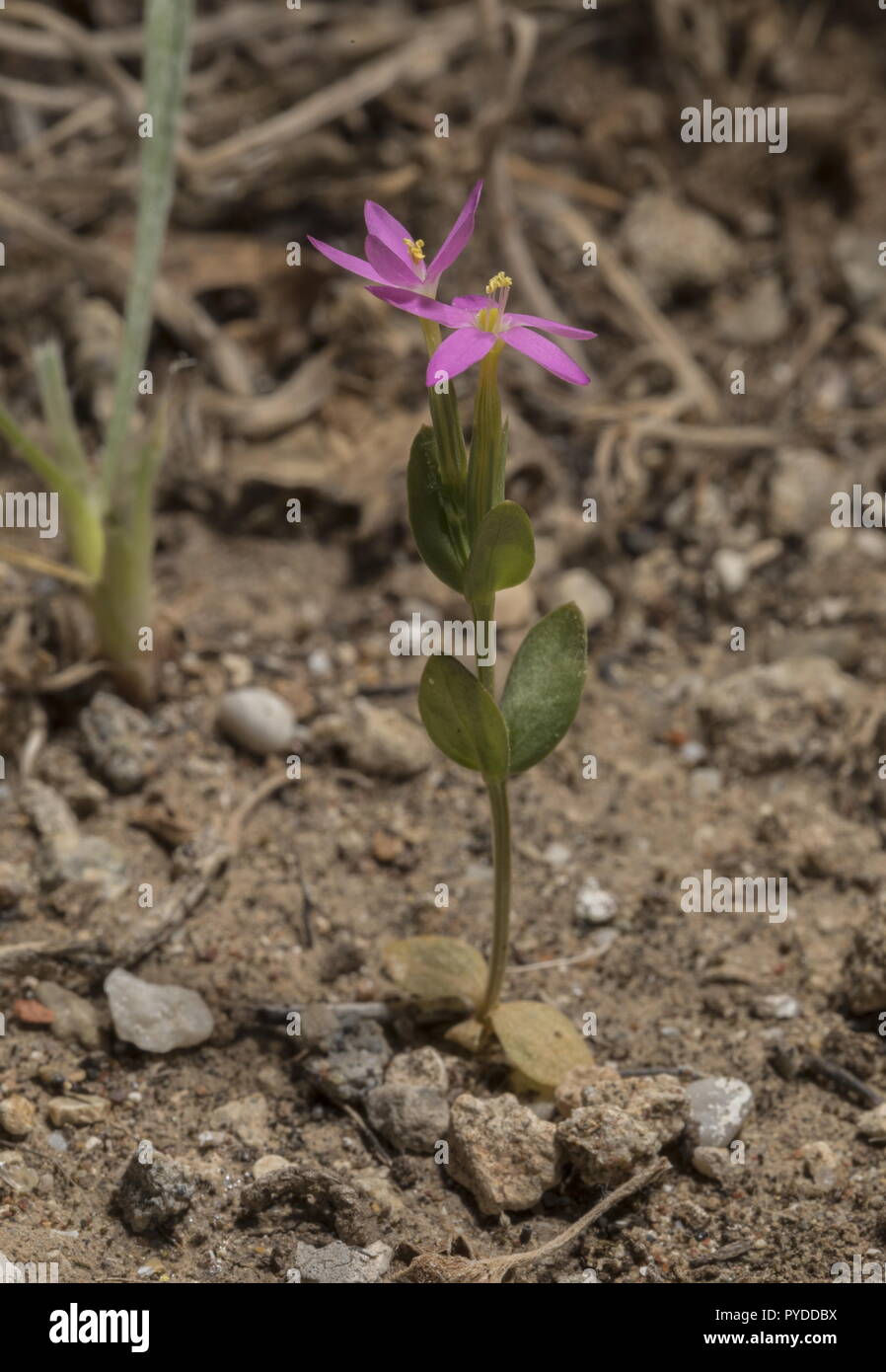 Lesser Centaury, Centaurium pulchellum in flower in open coastal land ...