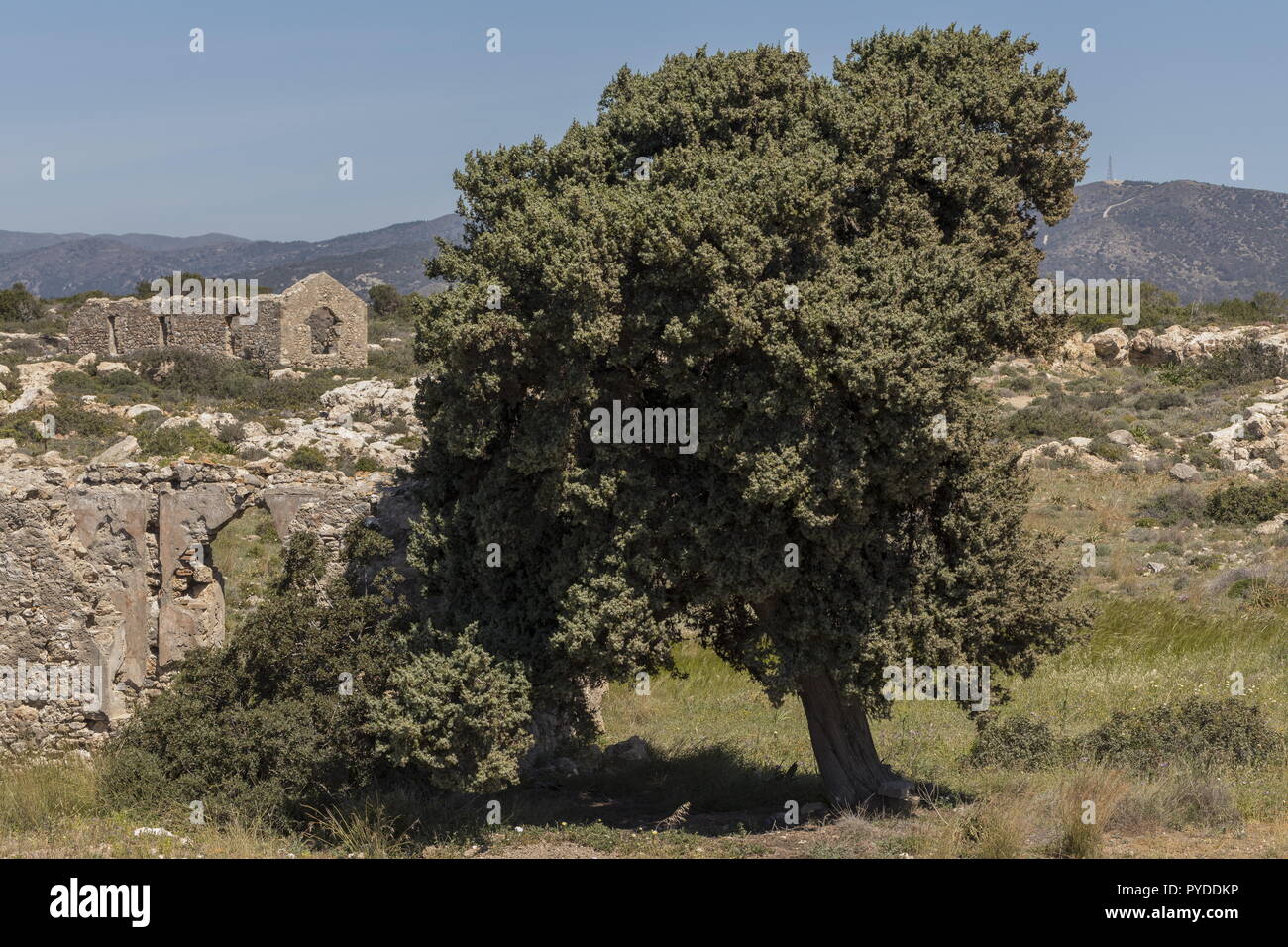 Eastern prickly juniper, Juniperus oxycedrus ssp deltoides, tree in ...