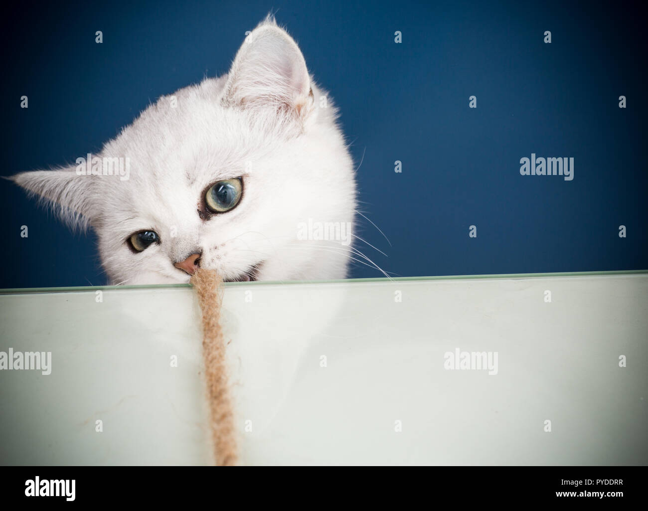 beautiful young cat breed Scottish chinchilla straight Stock Photo - Alamy