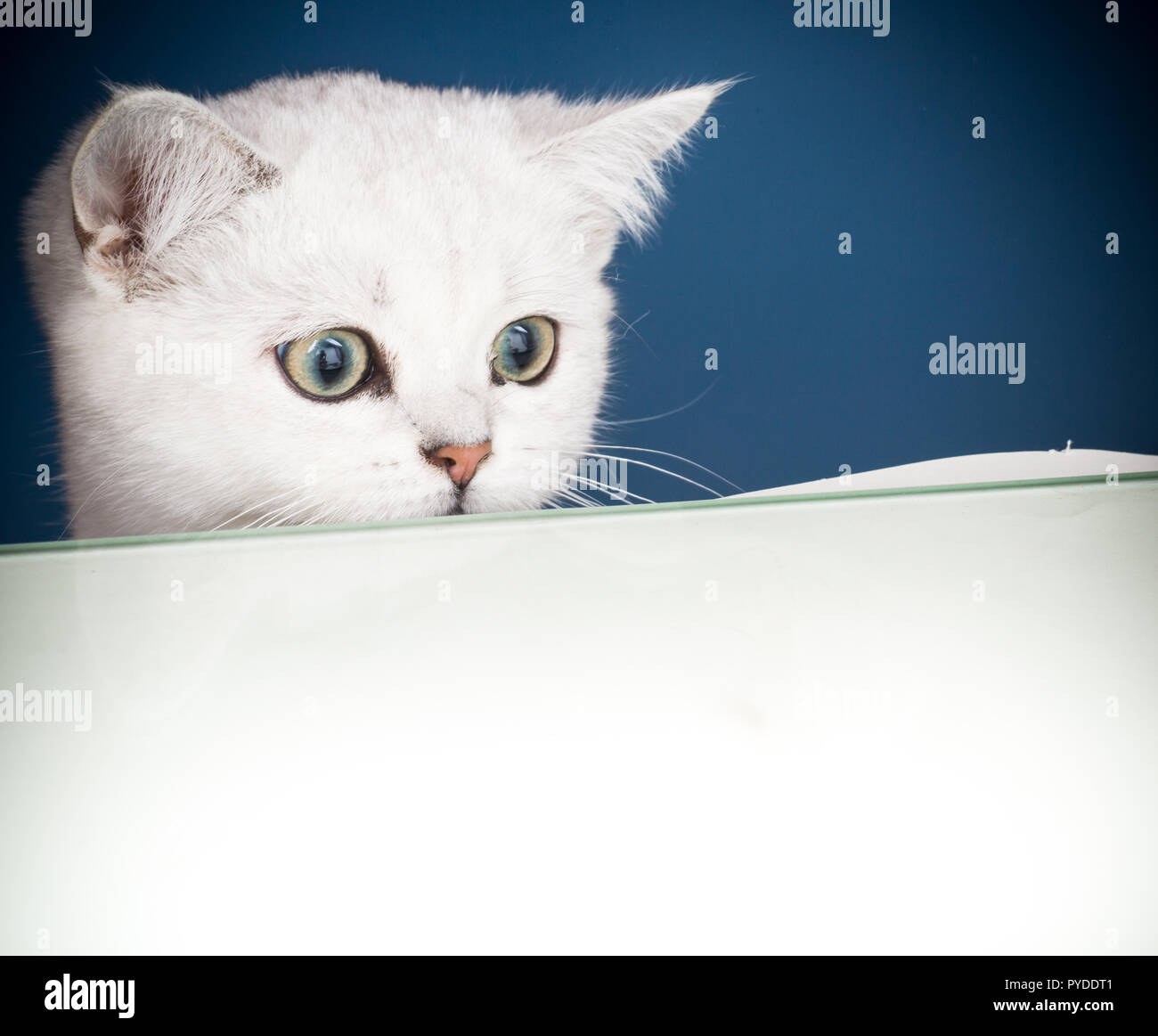 beautiful young cat breed Scottish chinchilla straight Stock Photo - Alamy