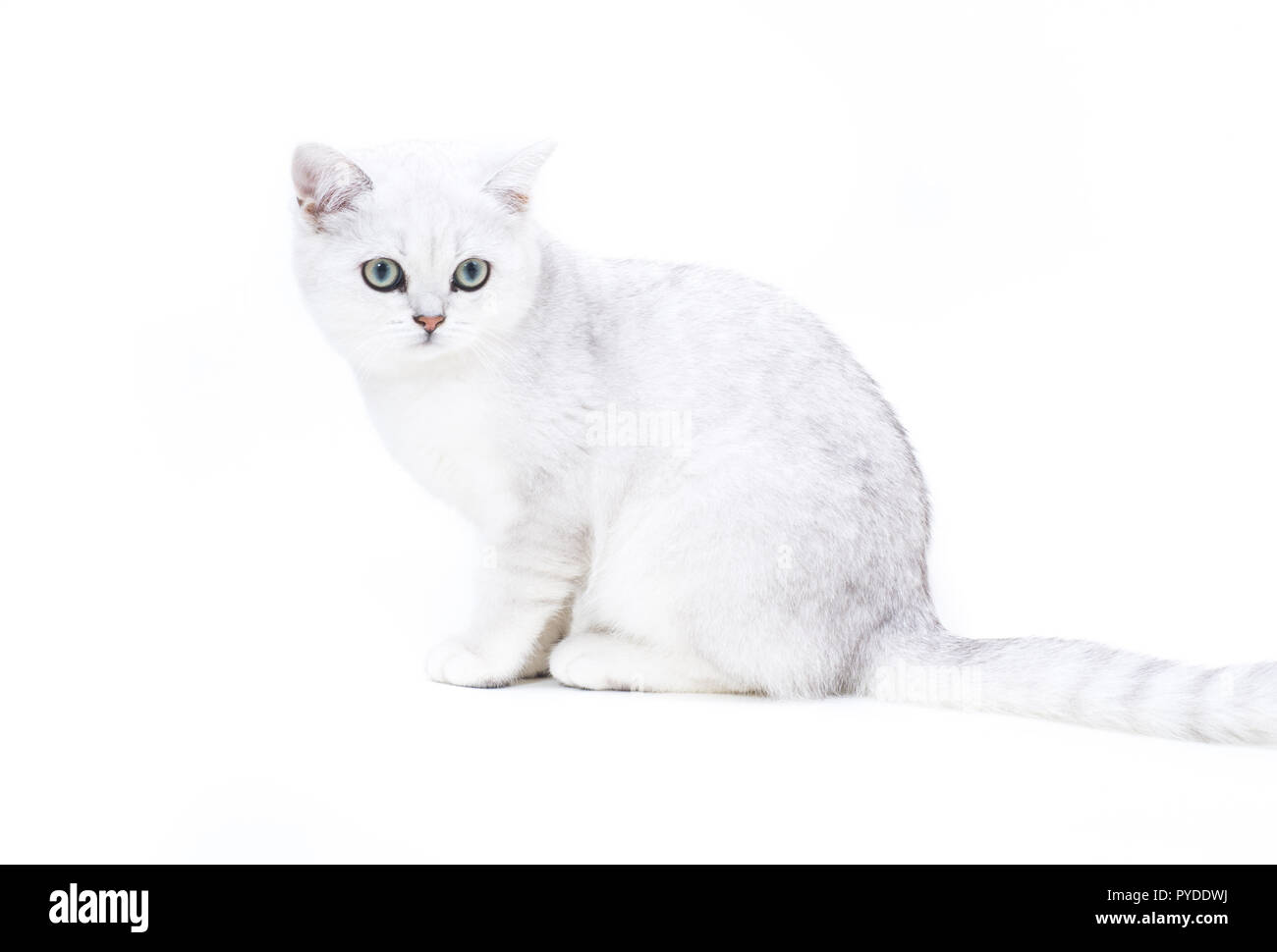 beautiful young cat breed Scottish chinchilla straight Stock Photo - Alamy