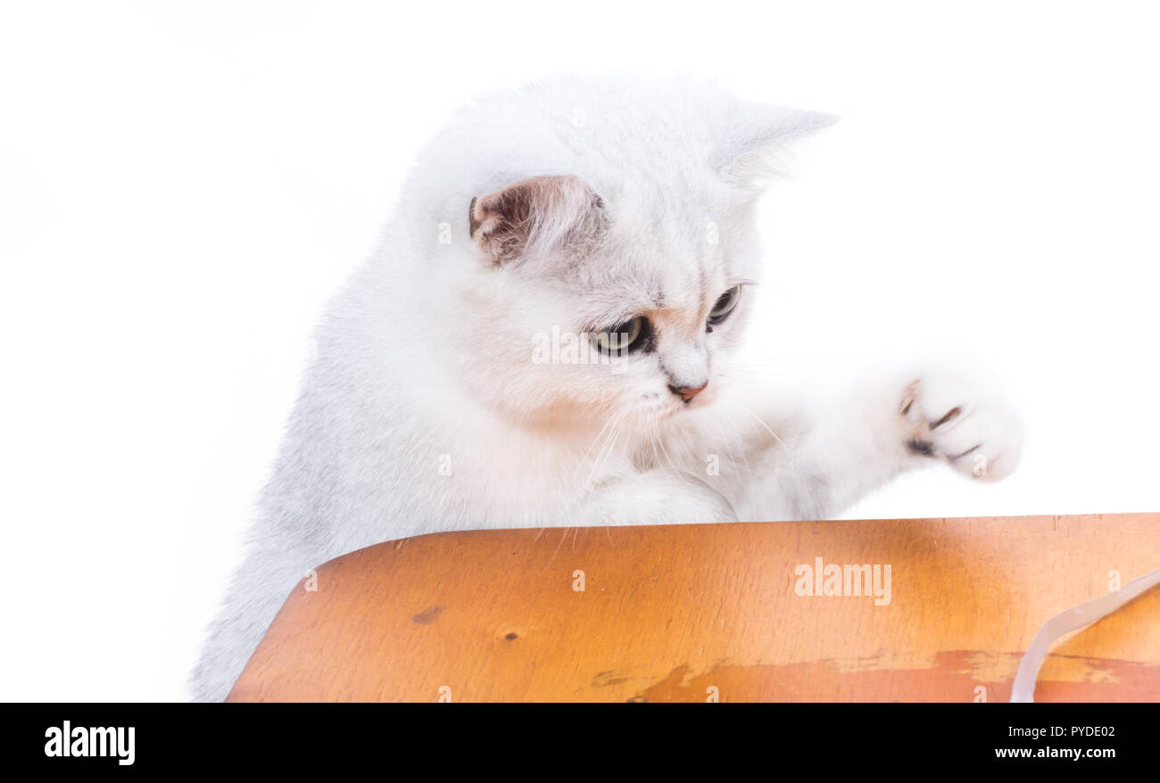 beautiful young cat breed Scottish chinchilla straight Stock Photo - Alamy