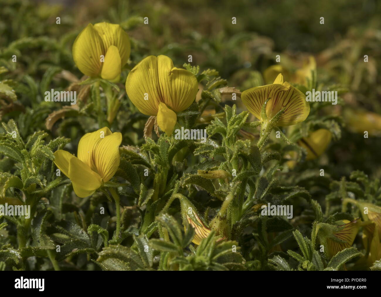 Ononis natrix subsp hispanica hi-res stock photography and images - Alamy