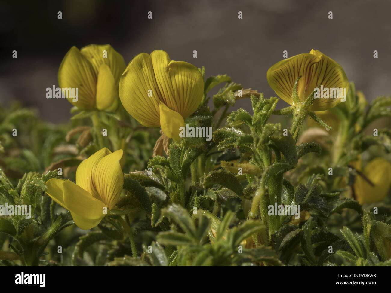 Ononis natrix subsp hispanica hi-res stock photography and images - Alamy