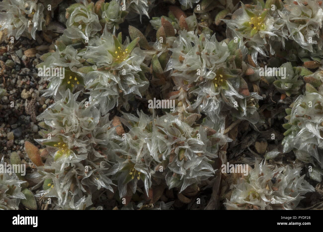 Paronychia paronychia macrosepala hi-res stock photography and images ...