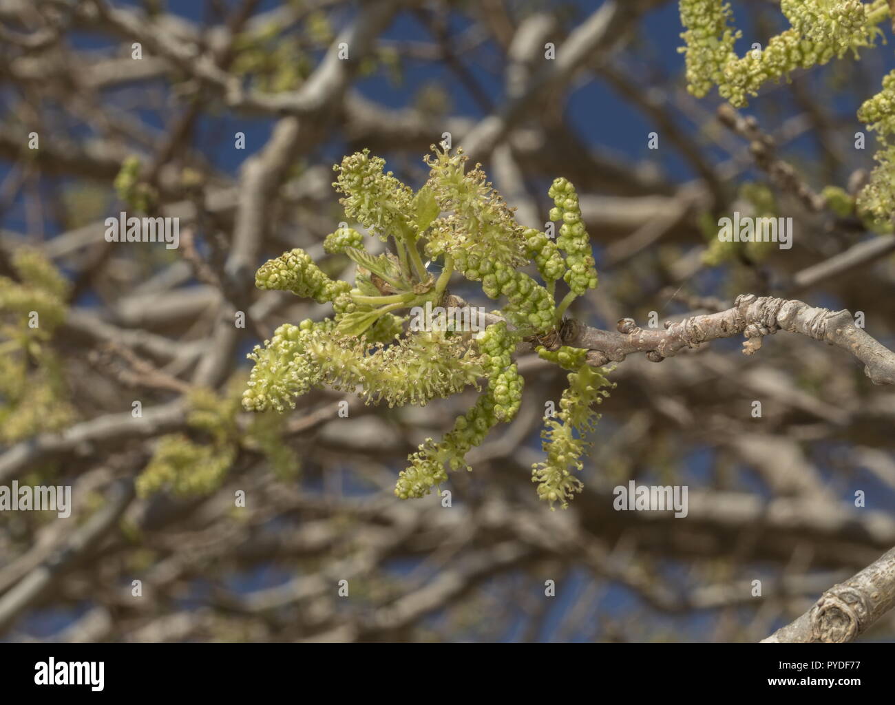 Black mulberry, Morus nigra, tree with male catkins. Greece Stock Photo ...