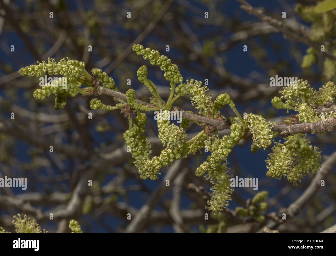 Mulberry tree flower hi-res stock photography and images - Alamy