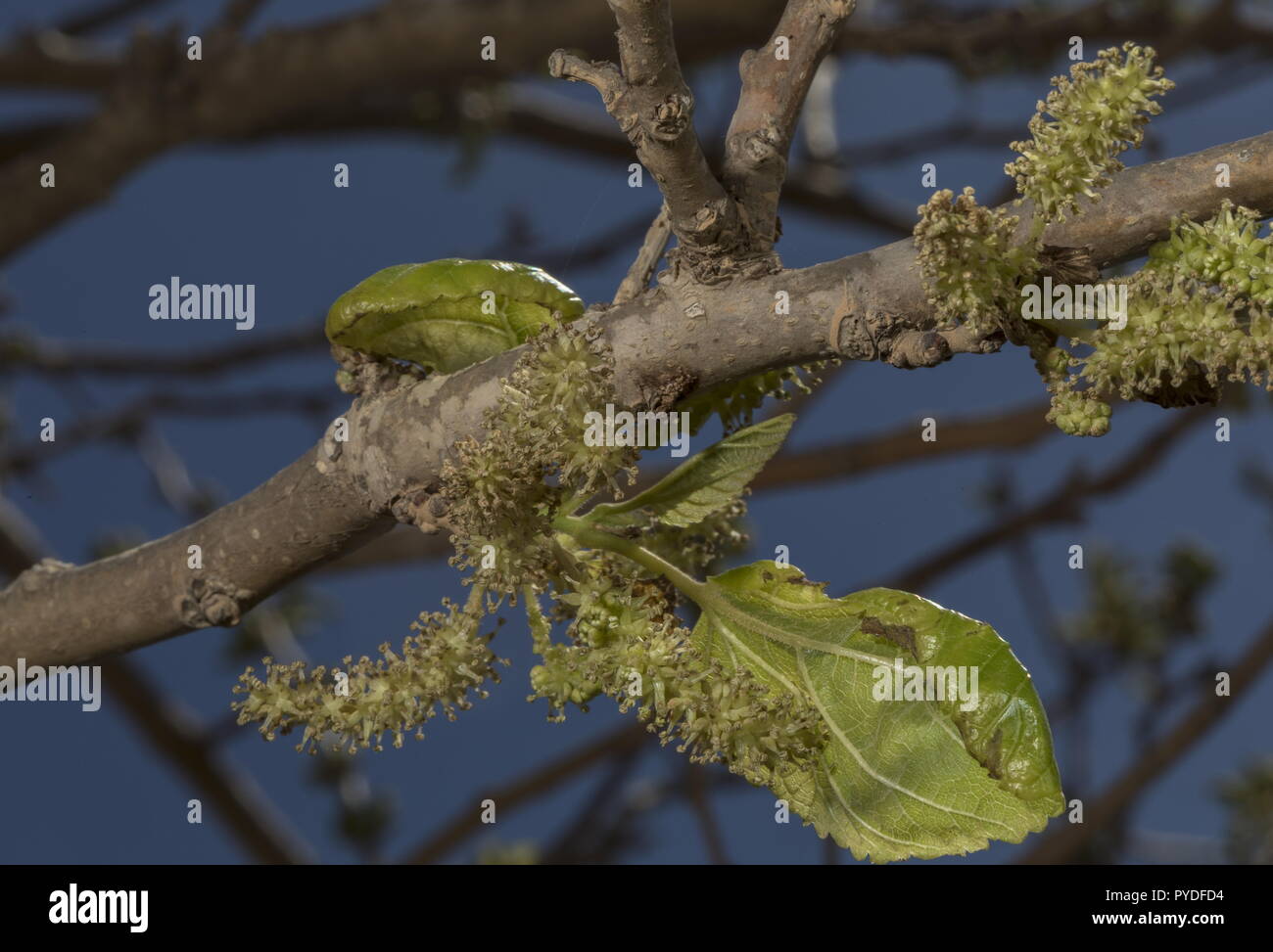 Shahtoot mulberry hi-res stock photography and images - Alamy
