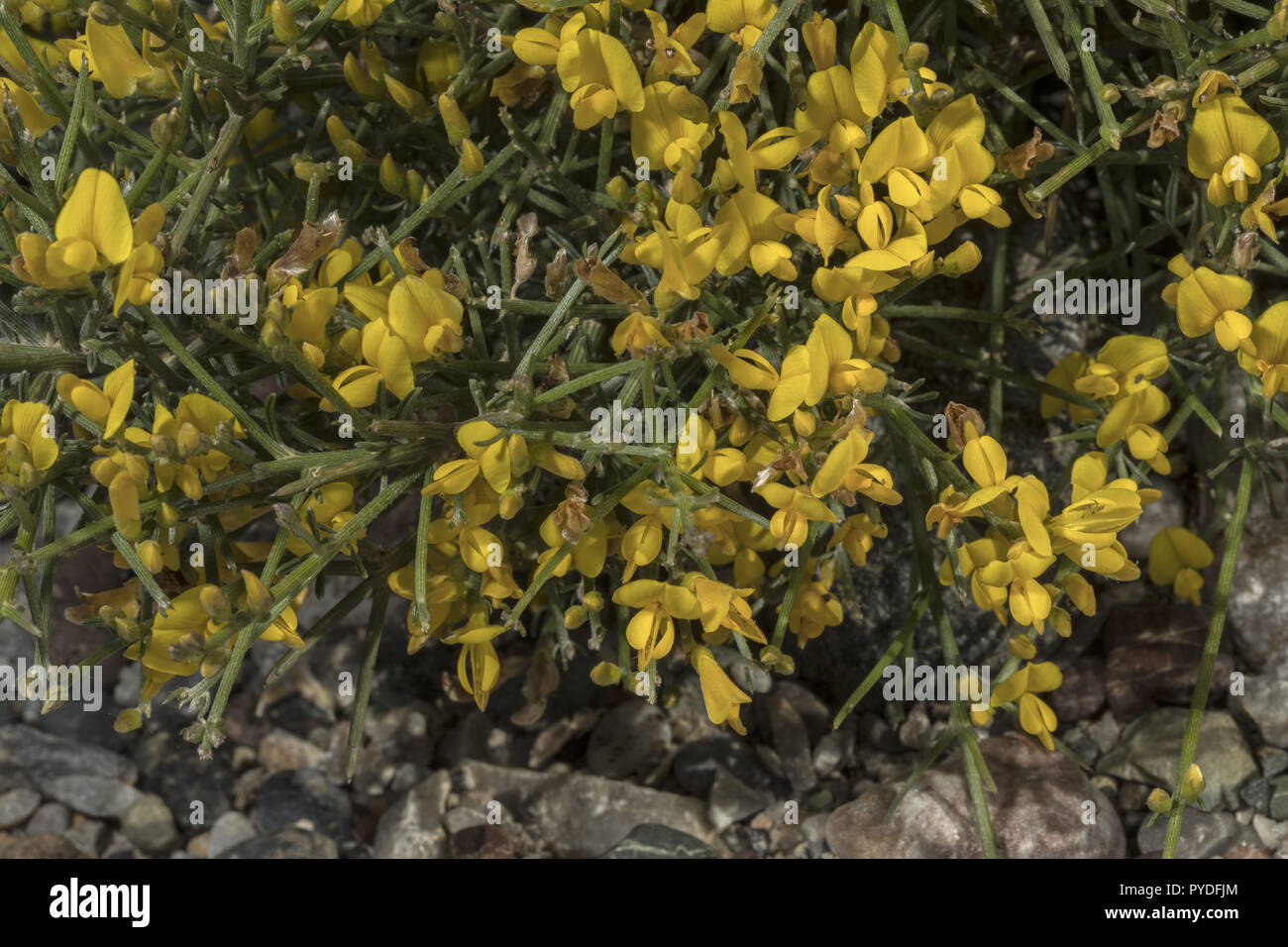 Dwarf genista hi-res stock photography and images - Alamy
