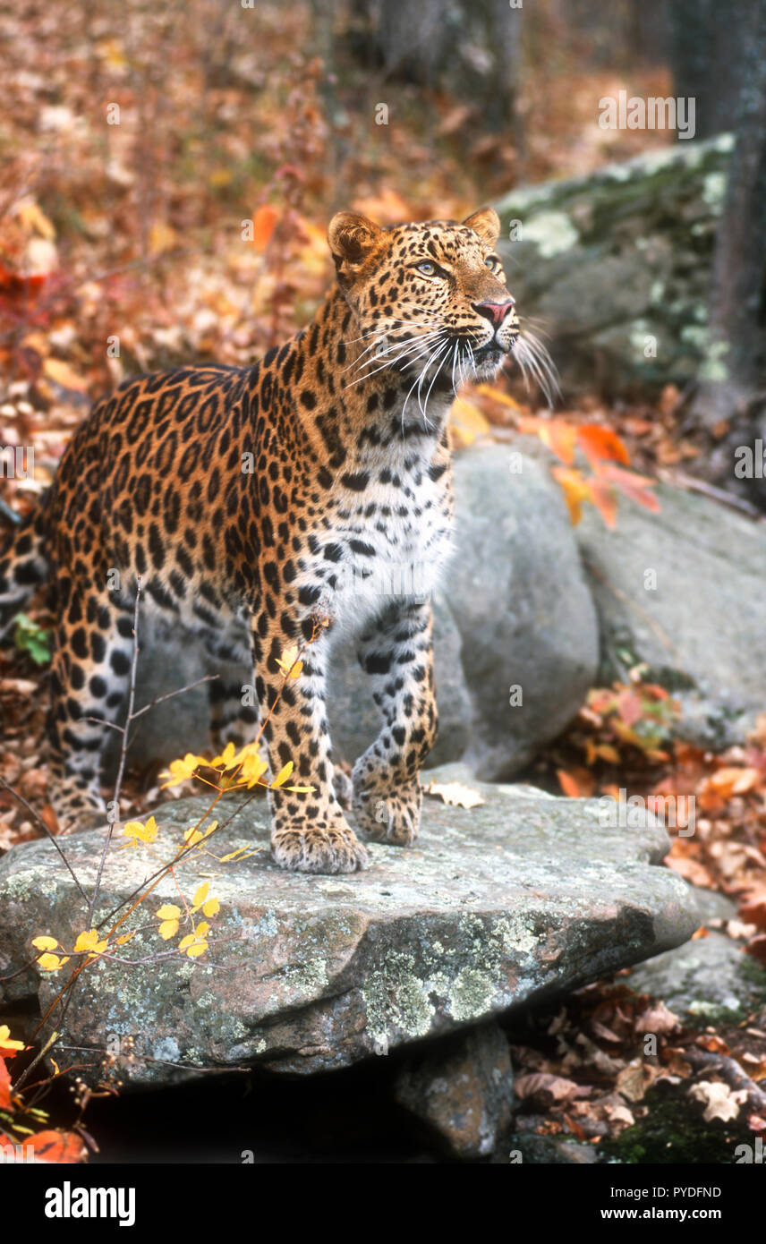 Amur leopard russia hi-res stock photography and images - Alamy