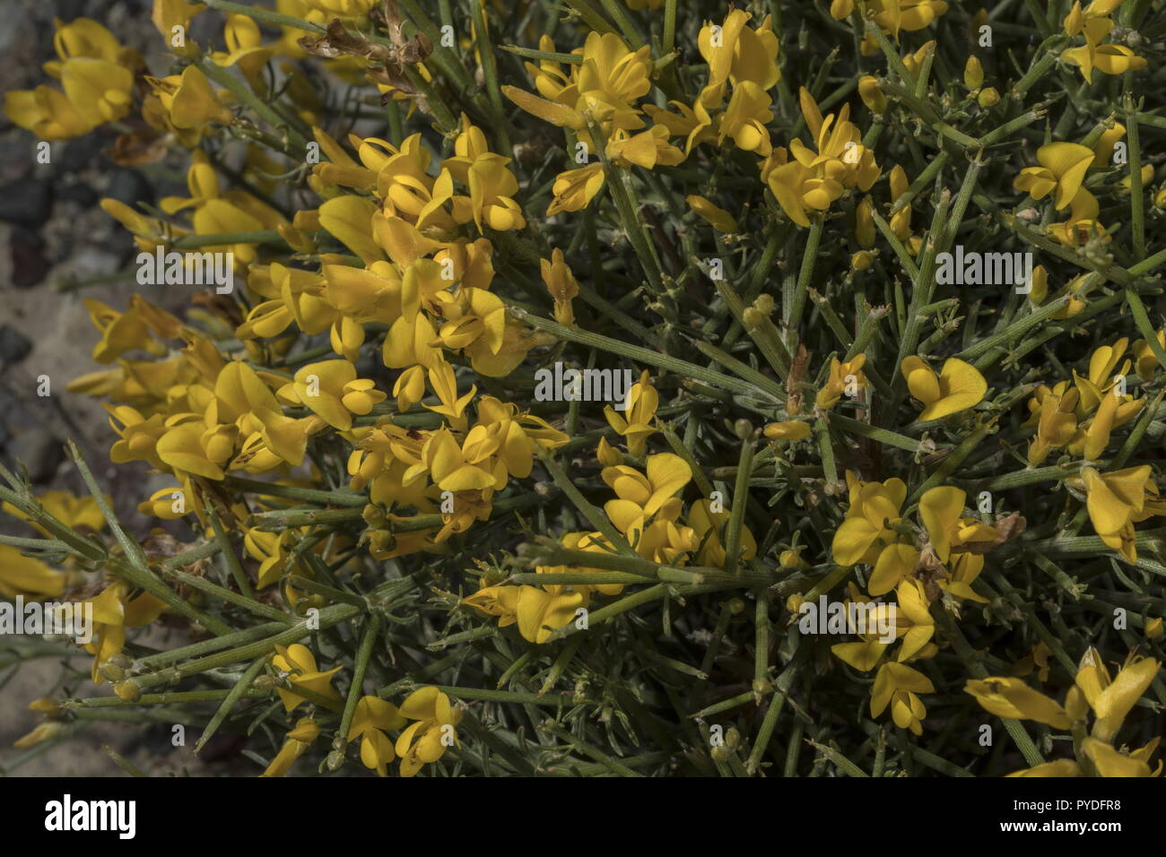 Spiny Broom, Genista acanthoclada, in flower in garrigue, Rhodes Stock ...