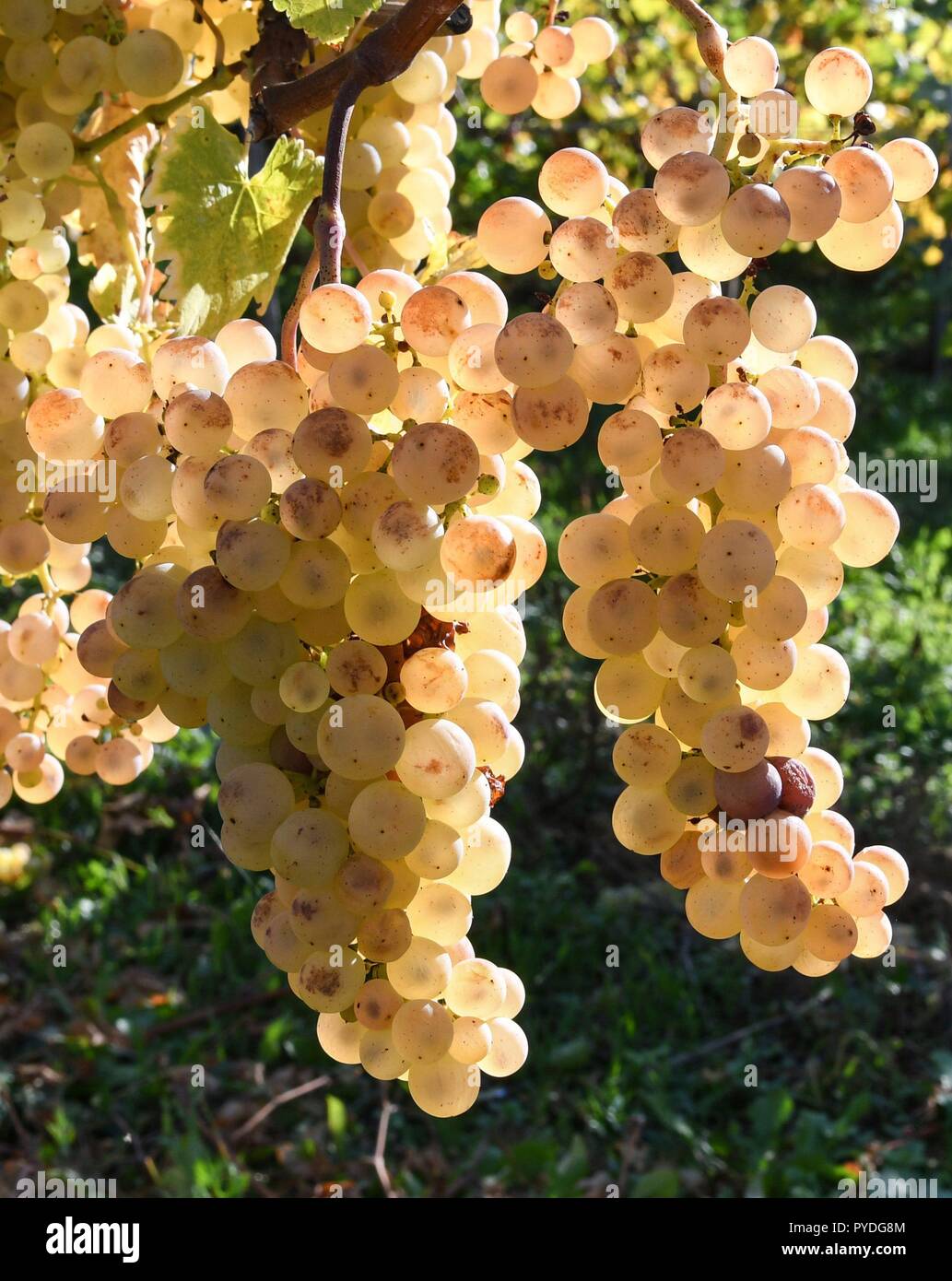 Chasselas grape hi-res stock photography and images - Alamy
