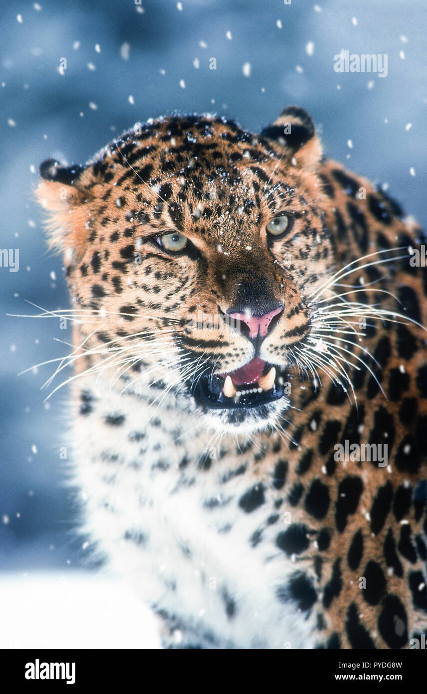 Amur Leopard Cats High Resolution Stock Photography and Images - Alamy