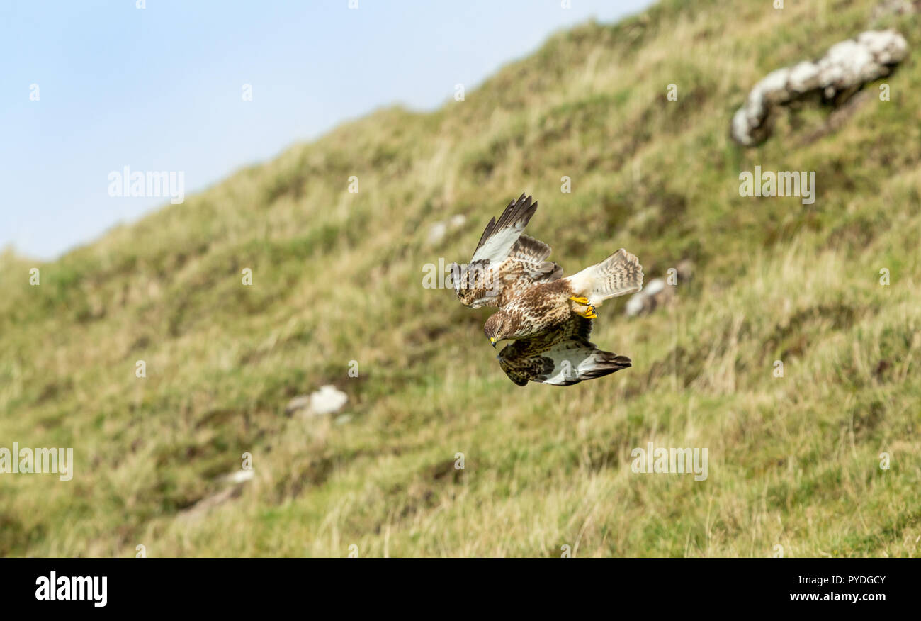 Buzzard diving hi-res stock photography and images - Alamy