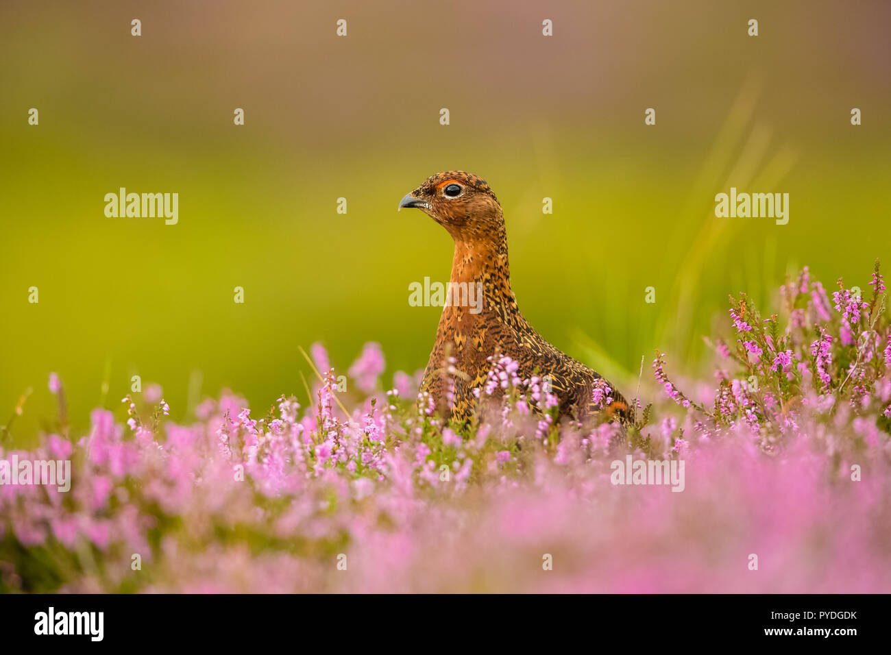 Red grouse in natural moorland habitat with colourful, blooming purple ...