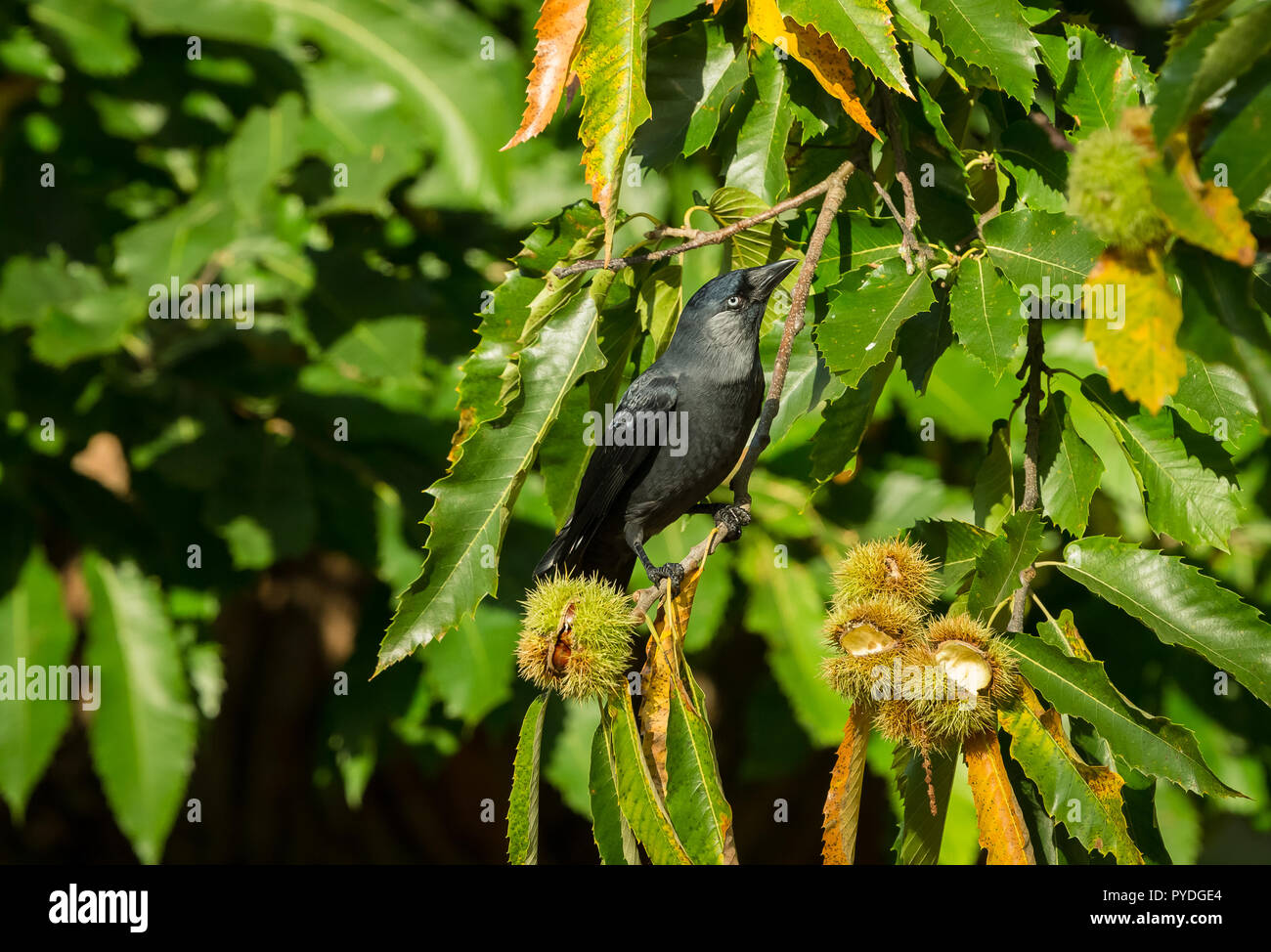 Jackdaw, wild, native Jackdaw in natural woodland habitat and feeding ...