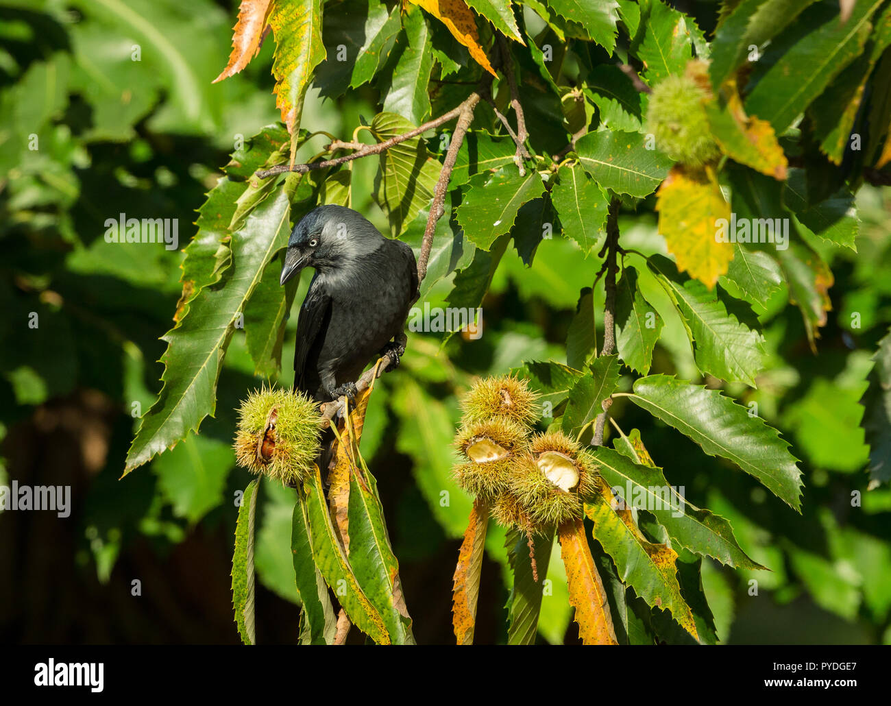 Jackdaw, wild, native Jackdaw in natural woodland habitat and feeding ...