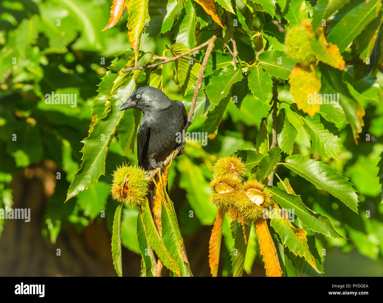 Jackdaw, wild, native Jackdaw in natural woodland habitat and feeding ...