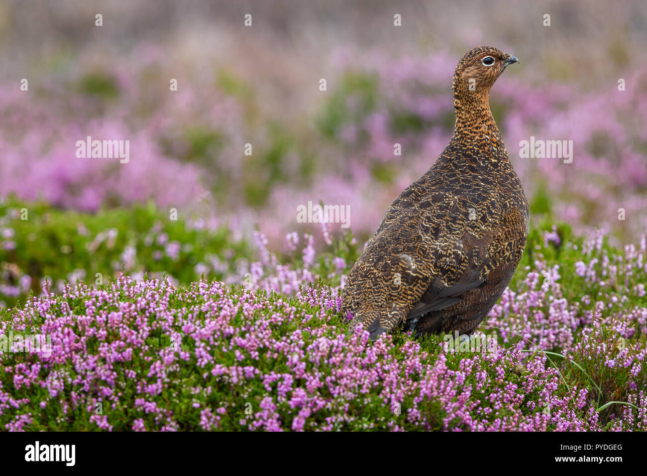 Red grouse in natural moorland habitat with colourful, blooming purple ...