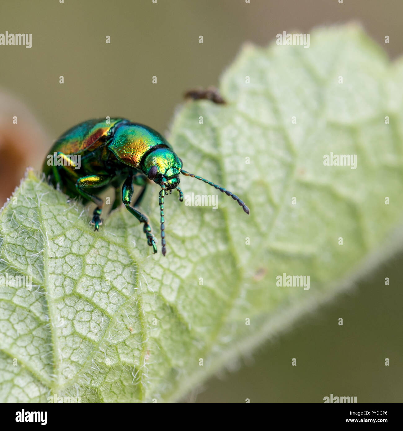 Tansy Beetle, River Ouse near York Stock Photo - Alamy