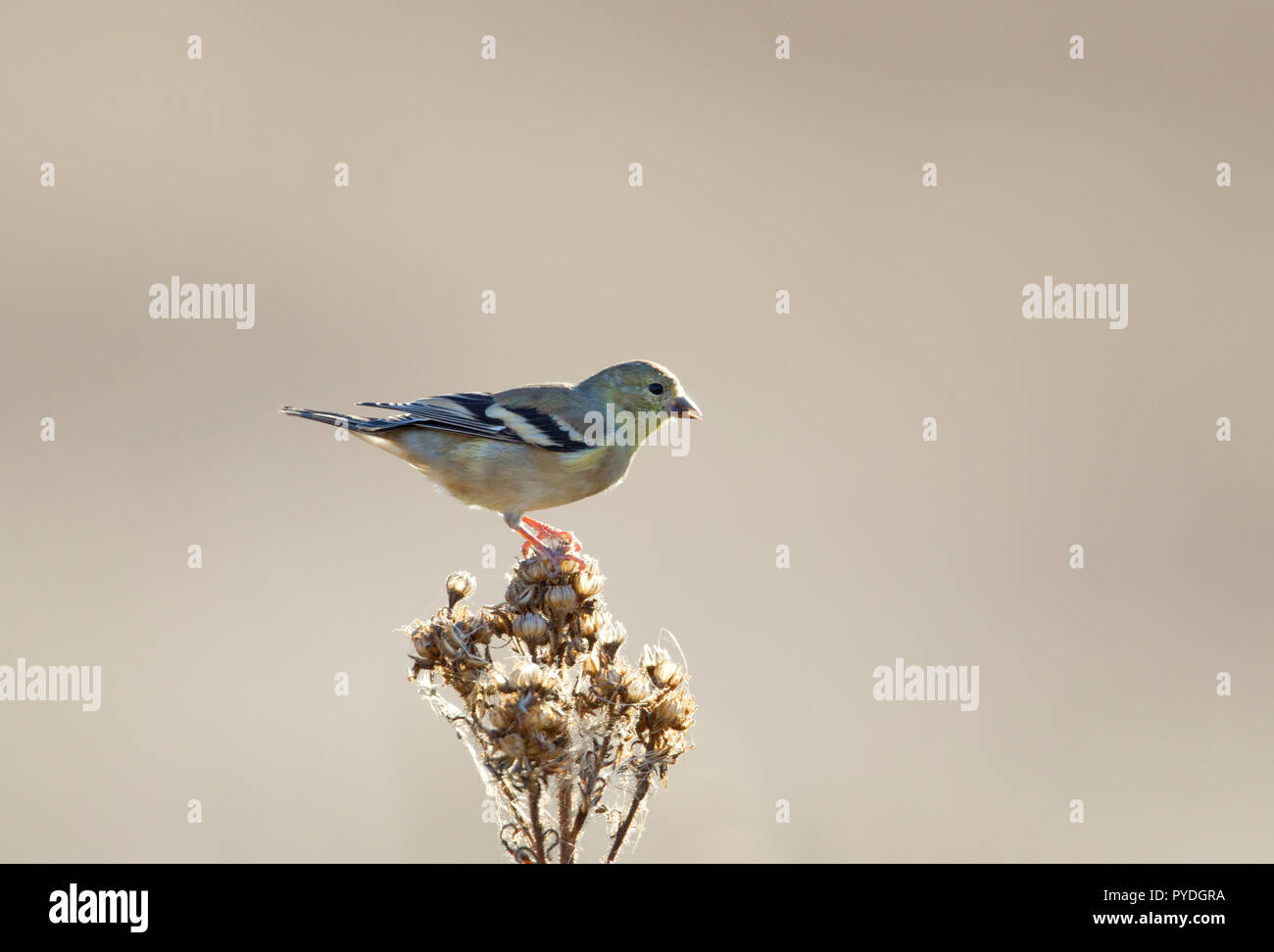 Female american goldfinch bird hi-res stock photography and images - Alamy