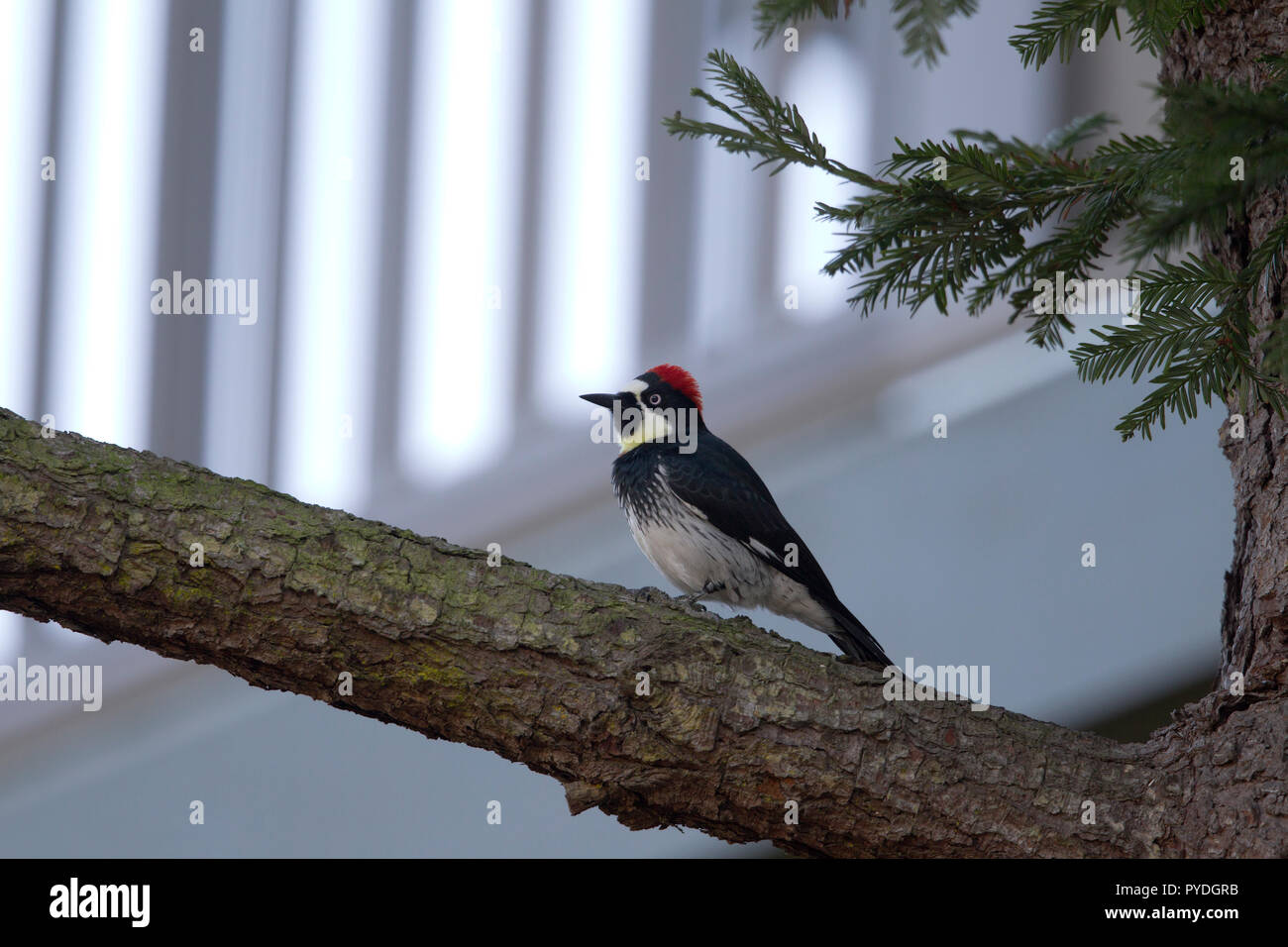 Female Acorn Woodpecker
