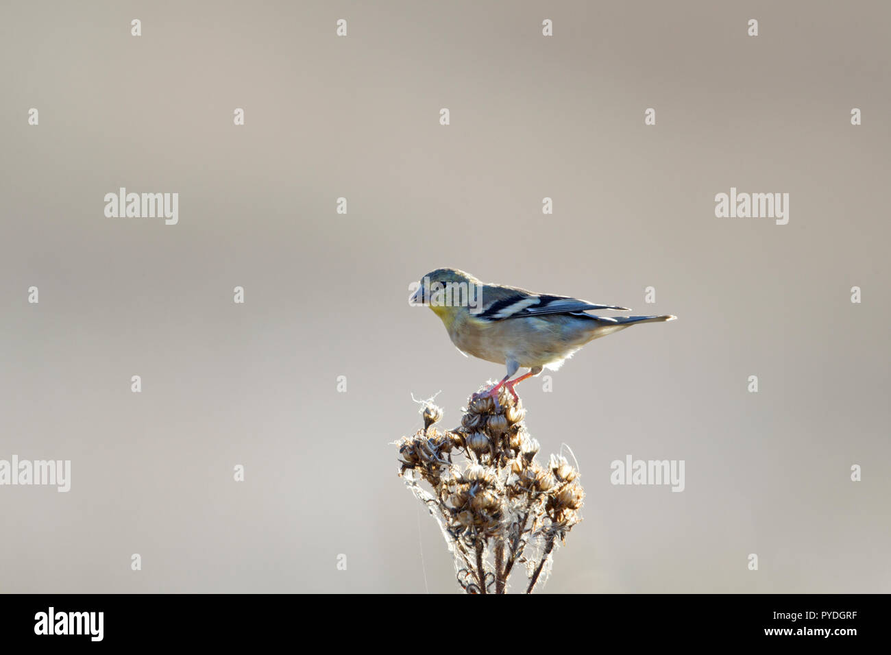 American goldfinch female backlit hi-res stock photography and images ...