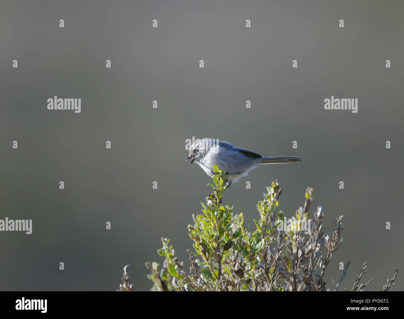 Top Of Bush High Resolution Stock Photography and Images - Alamy