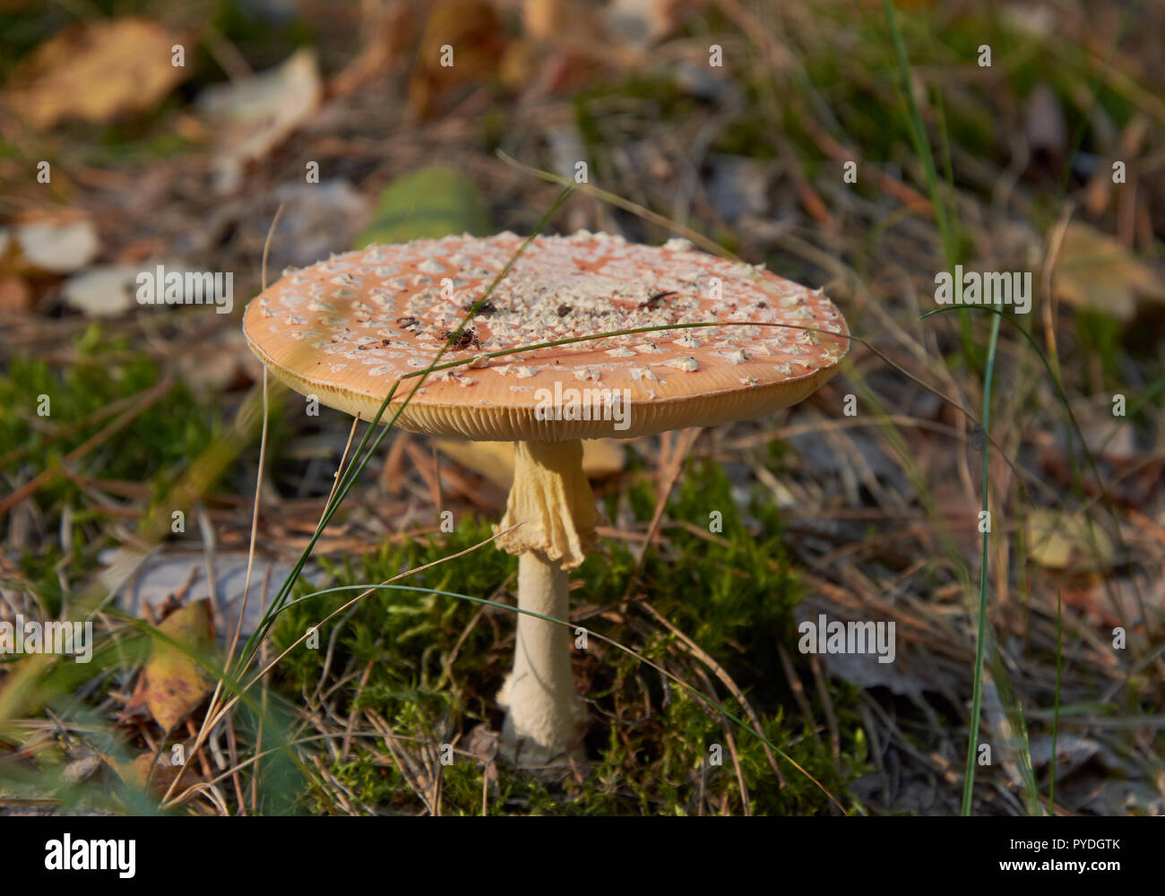 poisonous fly amanita mushroom in the forest Stock Photo - Alamy