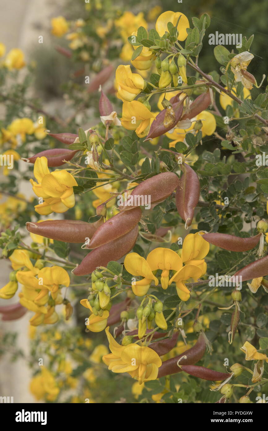 Rhodian Bladder-Senna, Colutea insularis, in flower and fruit; endemic ...