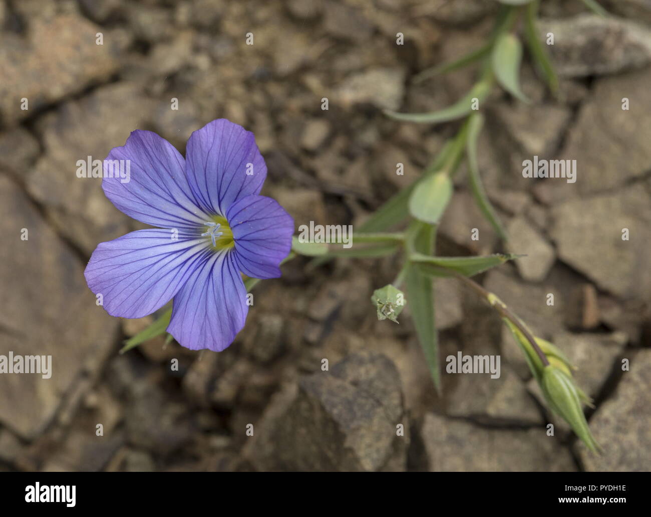 A blue flax, Linum virgultorum on serpentine rock, Rhodes Stock Photo ...
