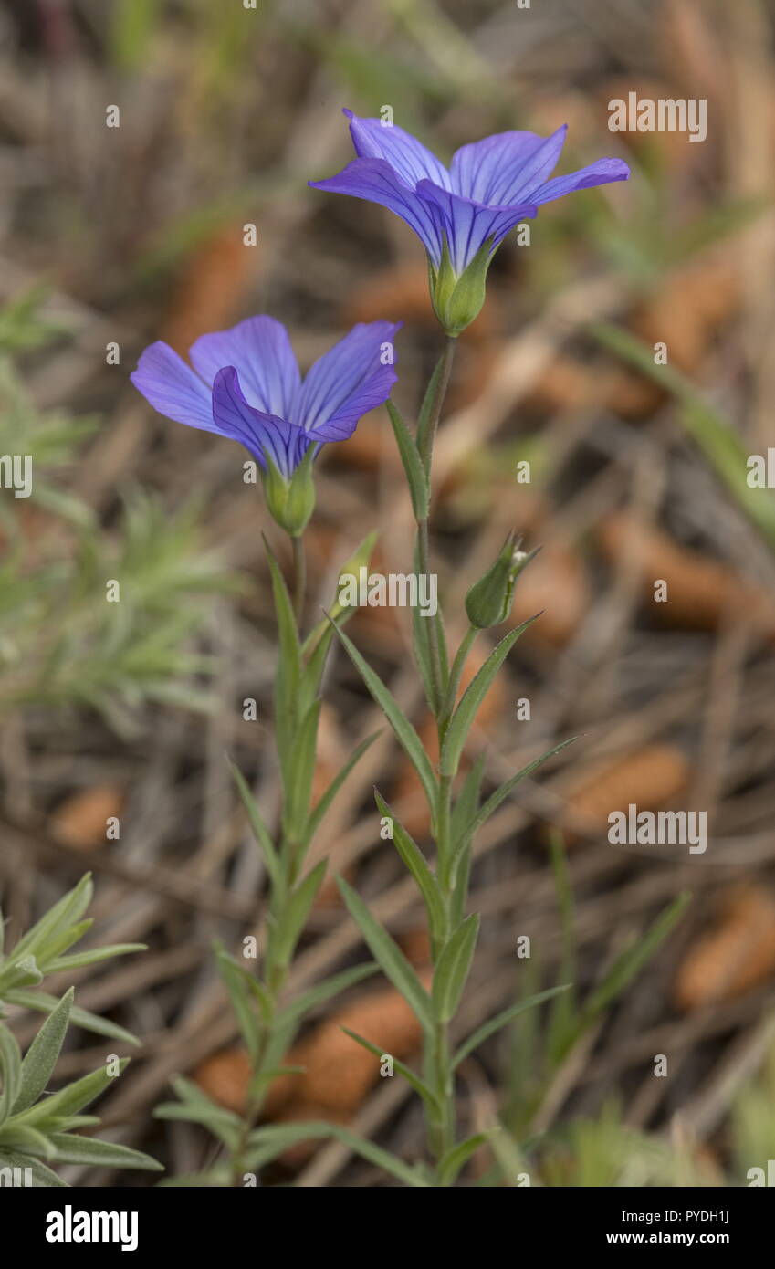 Floral serpentine hi-res stock photography and images - Alamy