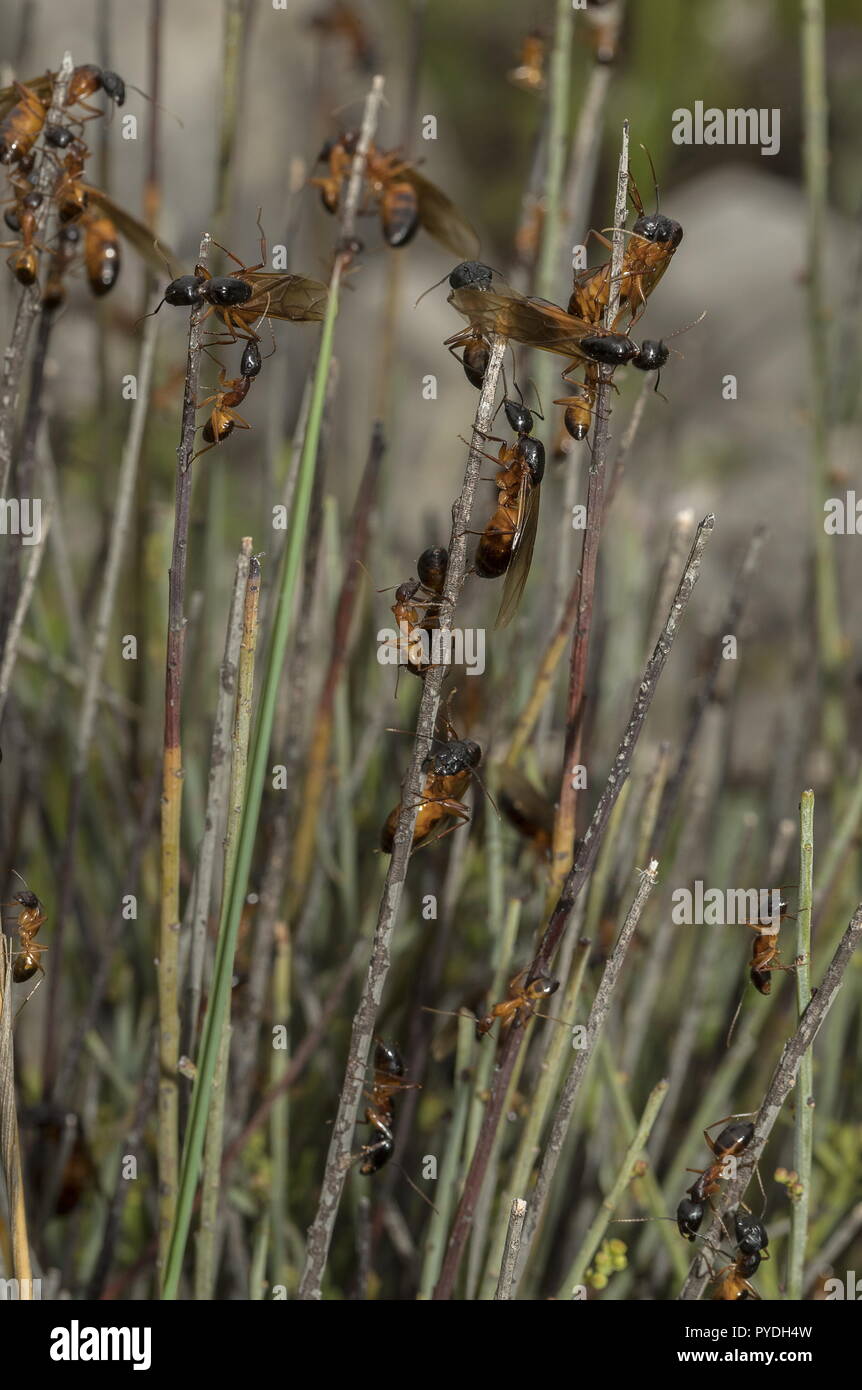 Winged ants hi-res stock photography and images - Alamy
