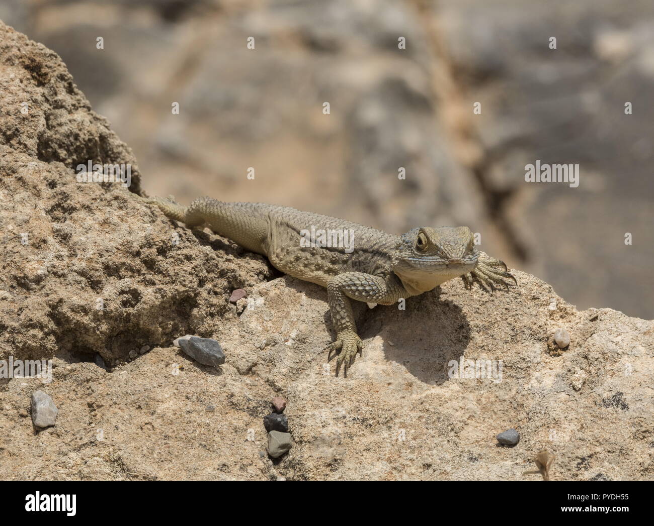 Greek lizards hi-res stock photography and images - Alamy