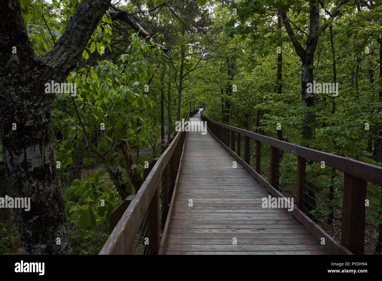 Doug Ghee trail in Cheaha State Park, Alabama Stock Photo - Alamy