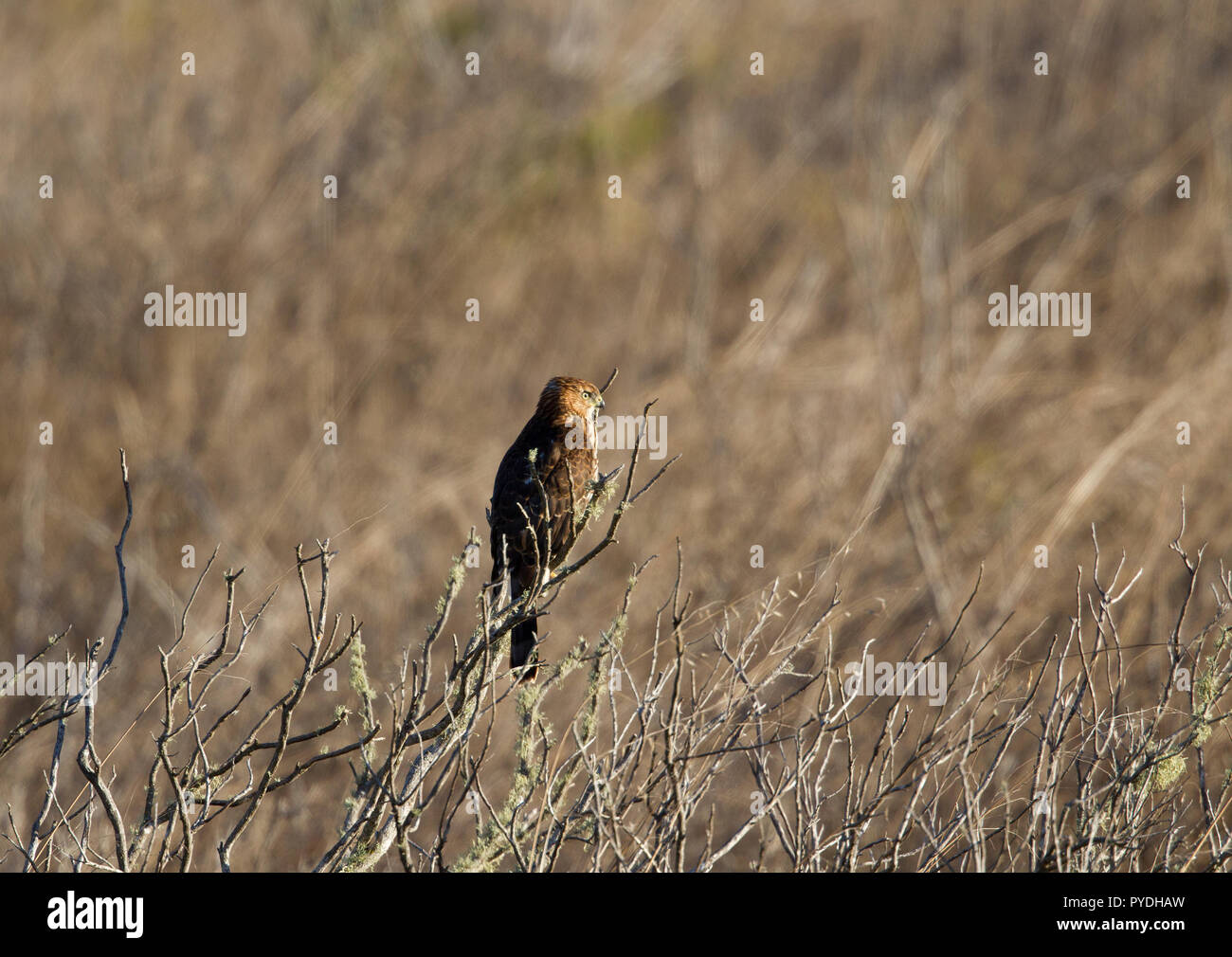Juvenile Coopers Hawk High Resolution Stock Photography and Images - Alamy