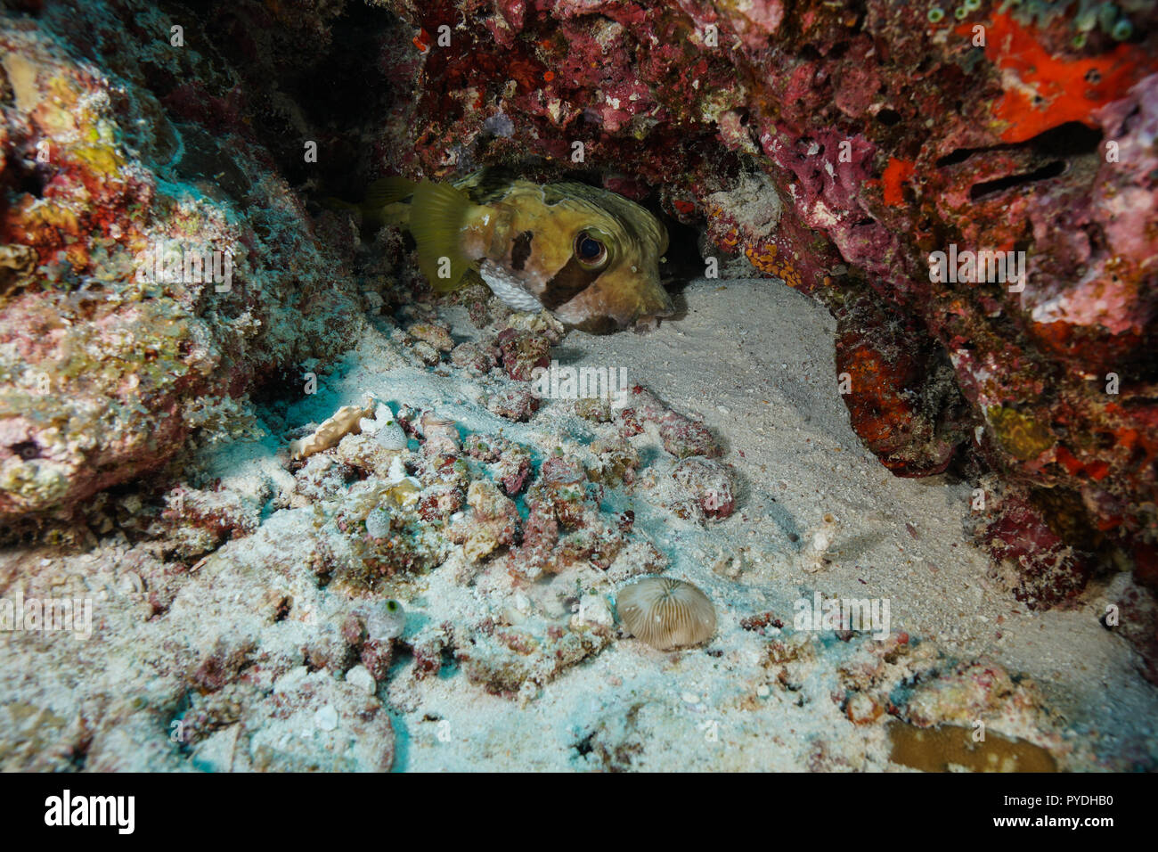 Puffer fish Maldives Stock Photo - Alamy