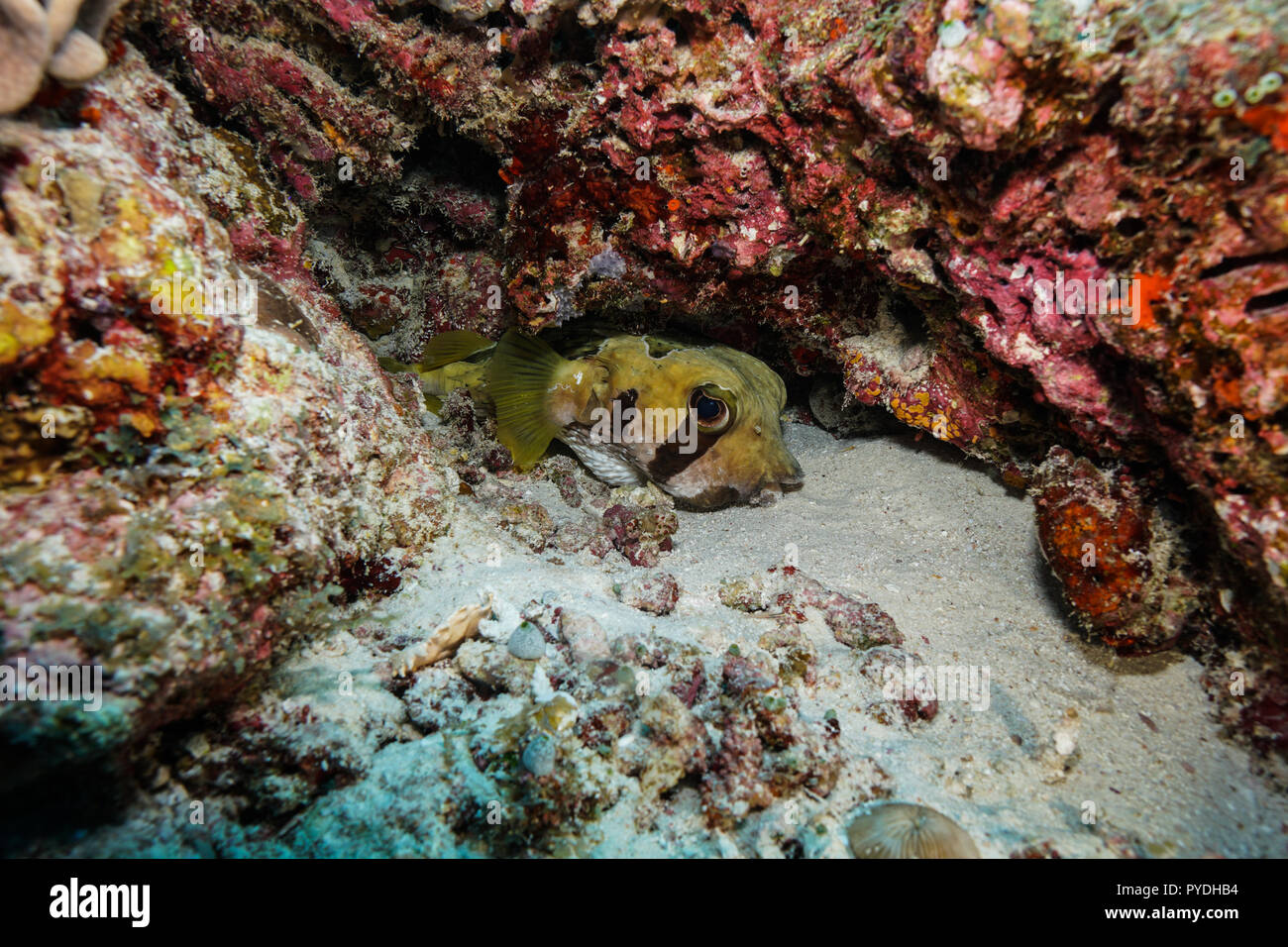 Puffer fish Maldives Stock Photo - Alamy